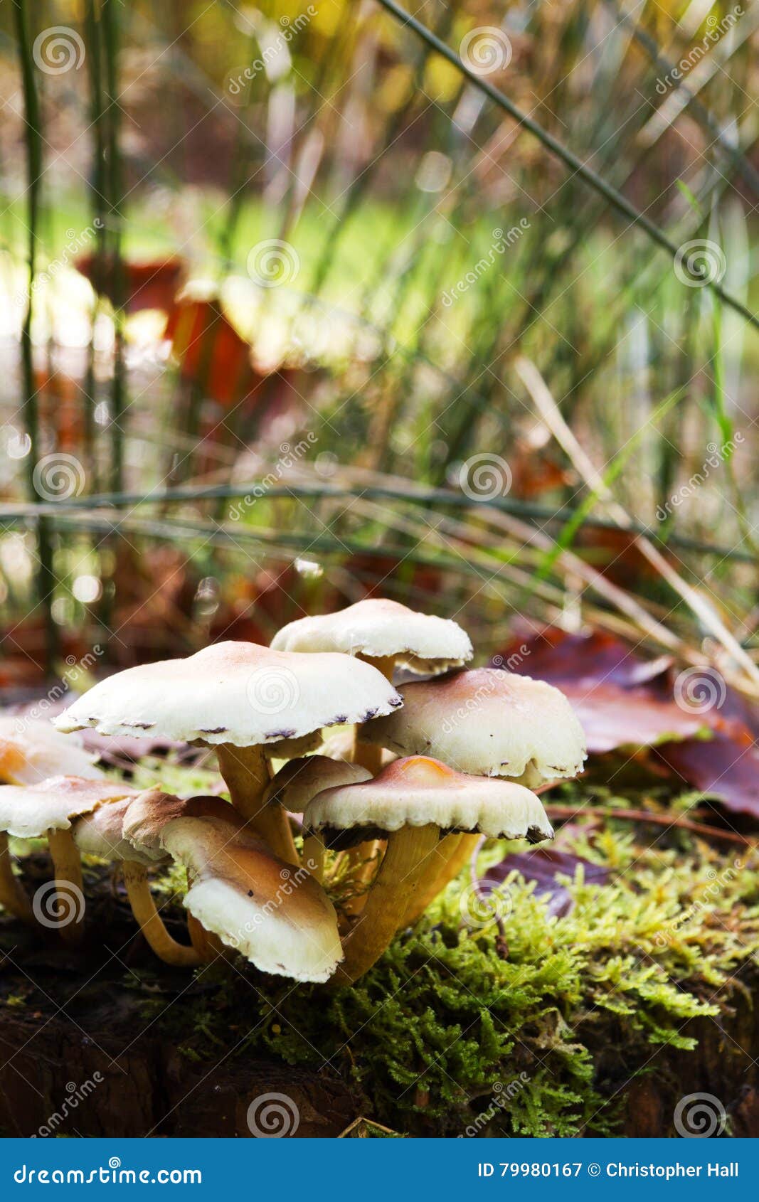 Woodland Toadstools On The Forest Floor Discovered During A Morning ...