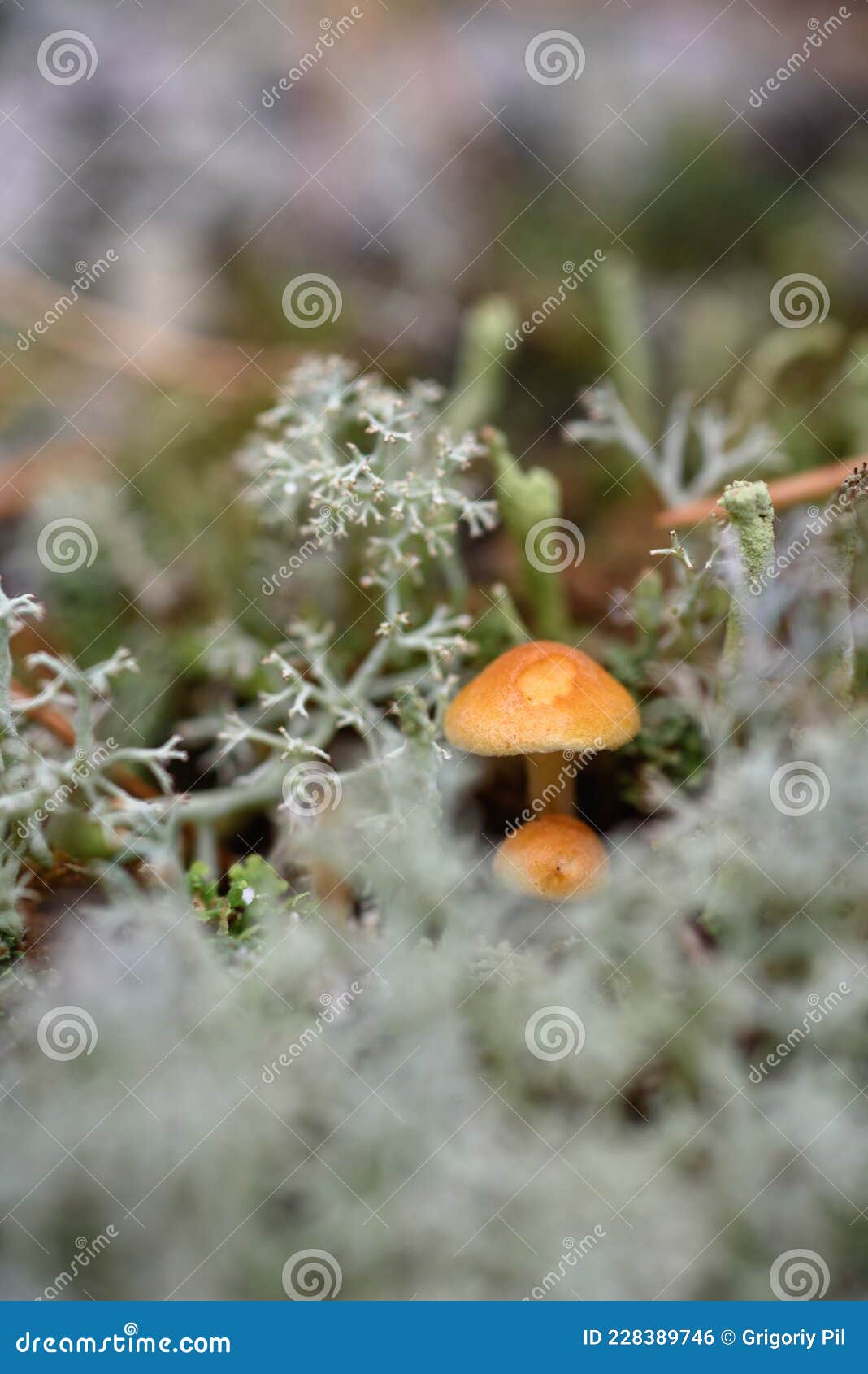 Close Up of Toadstools on the Stump Stock Photo - Image of biology ...