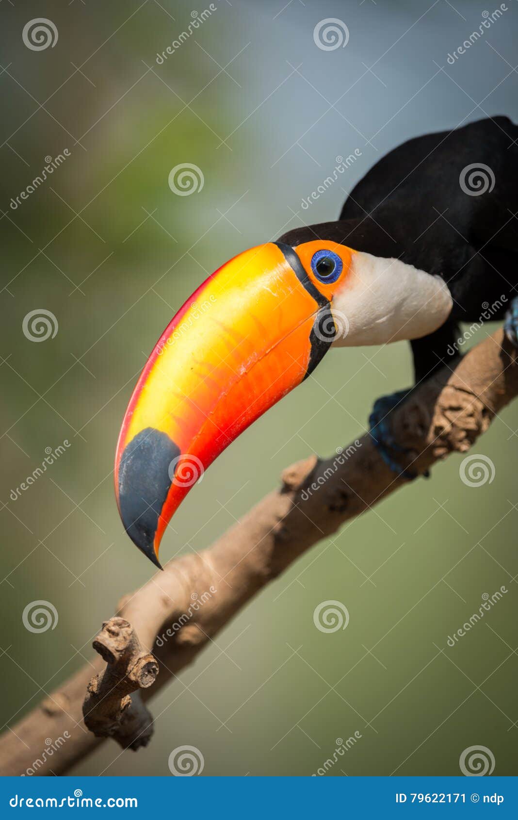 Close-up of Toco Toucan Holding Beak Diagonally Stock Image - Image of ...