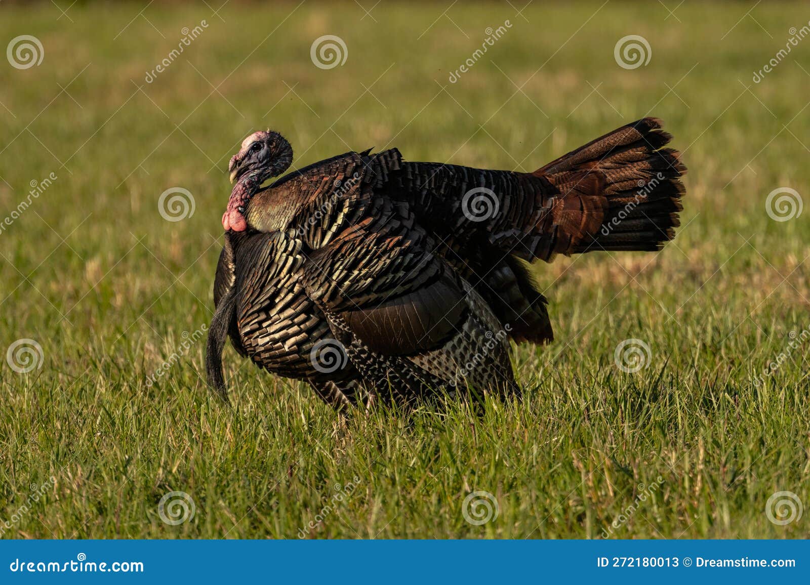 Close Up of Tom Turkey in Field Stock Image - Image of national, summer ...
