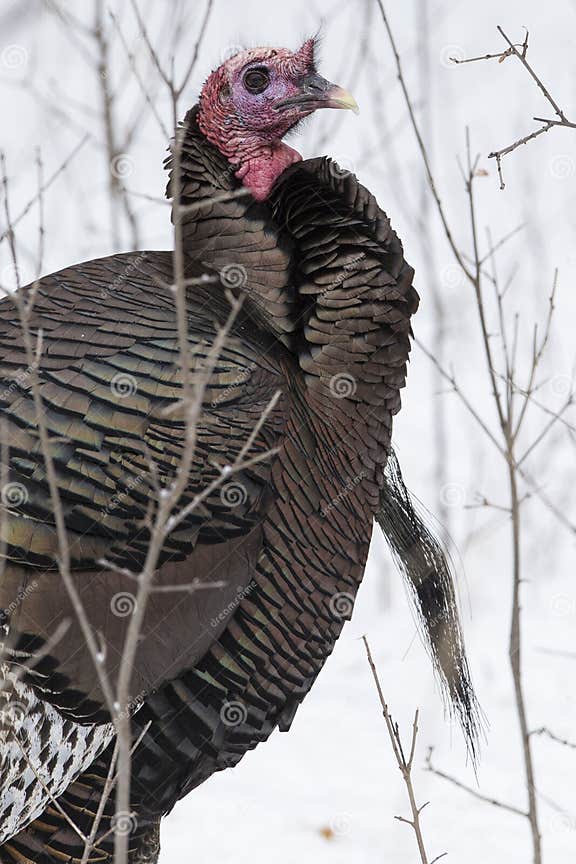 Close-up of Tom Turkey with Long Beard Stock Image - Image of turkey ...