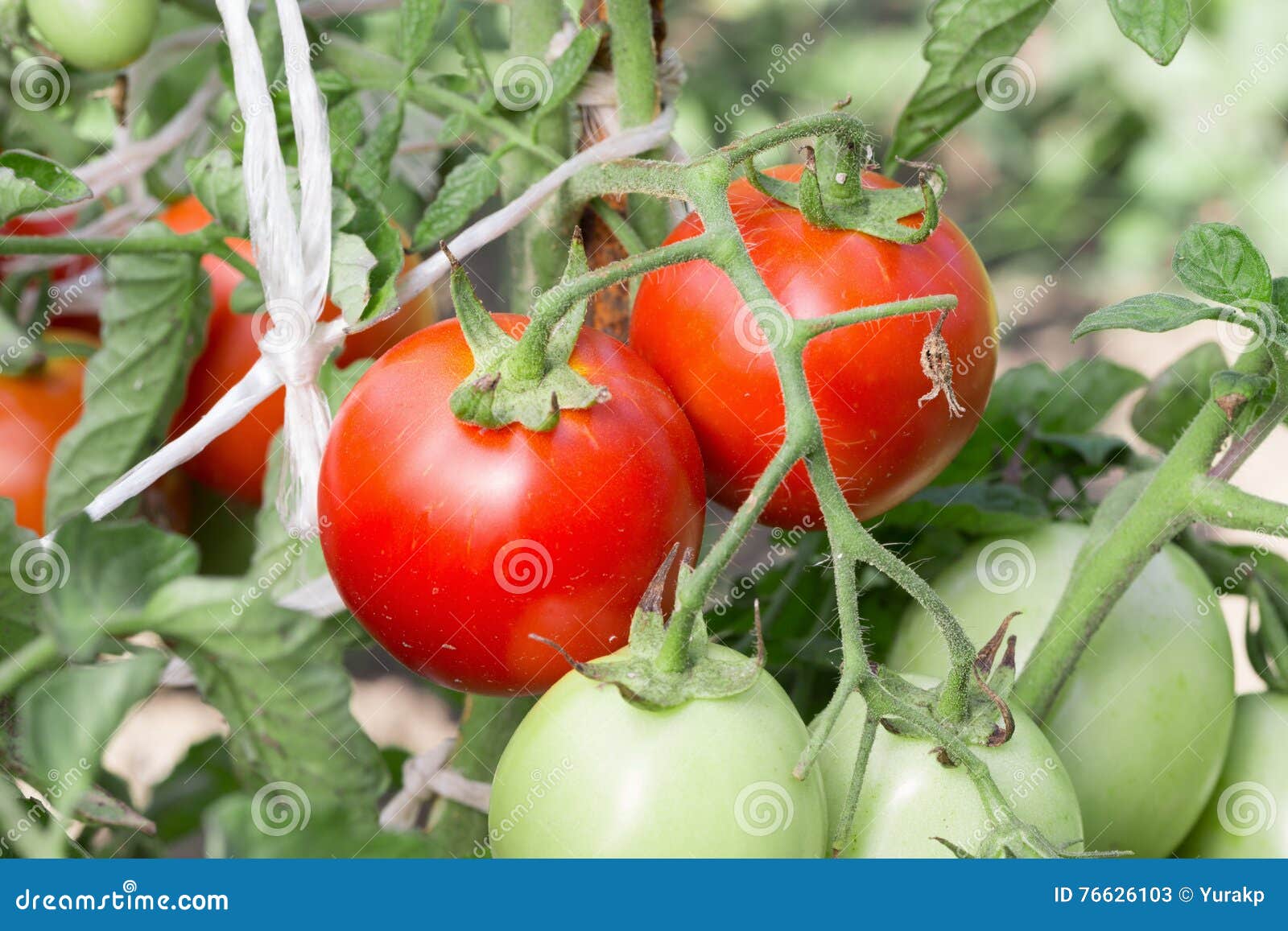 Close up of tomatoes stock image. Image of meal, tomatoes - 76626103