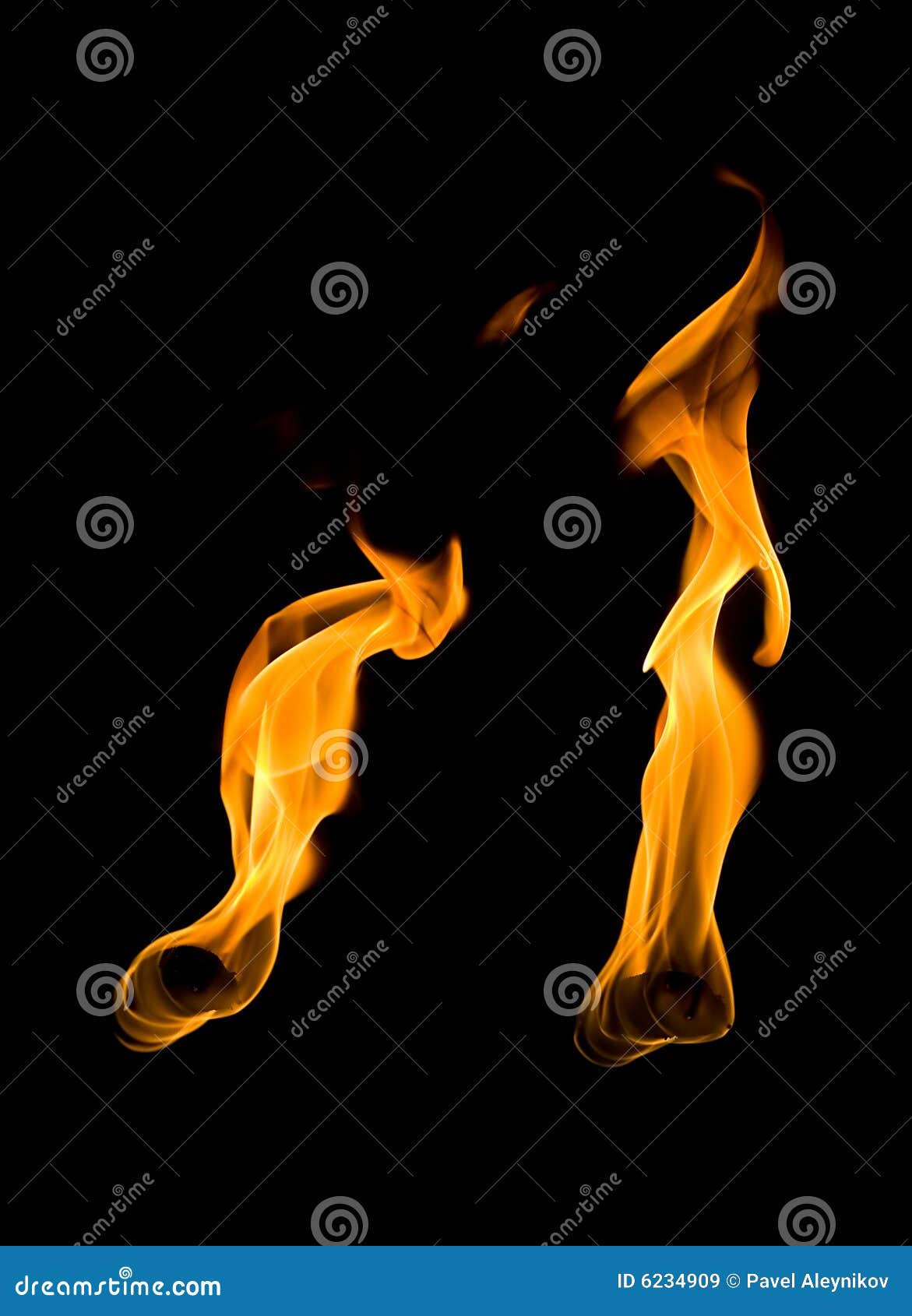 Close Up Of The Flame Tree, Royal Poinciana Or Delonix Regia Flower ...