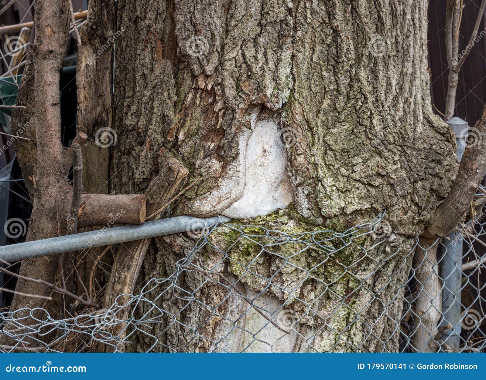 Close-up of Top Embedded in Bark of Large Tree. Stock Image - Image of ...