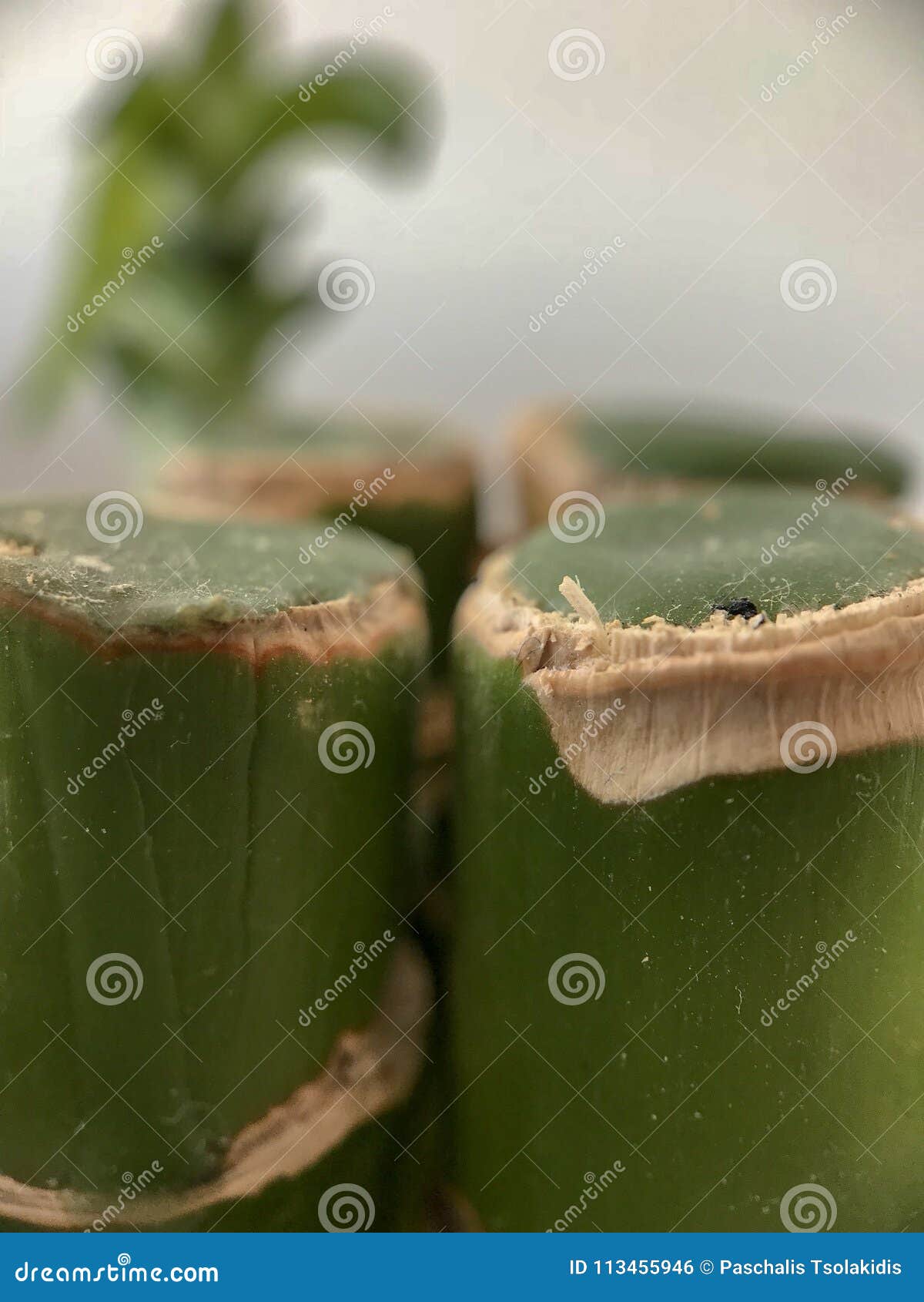 Bamboo tops stock photo. Image of green, bamboo, bamboos - 113455946