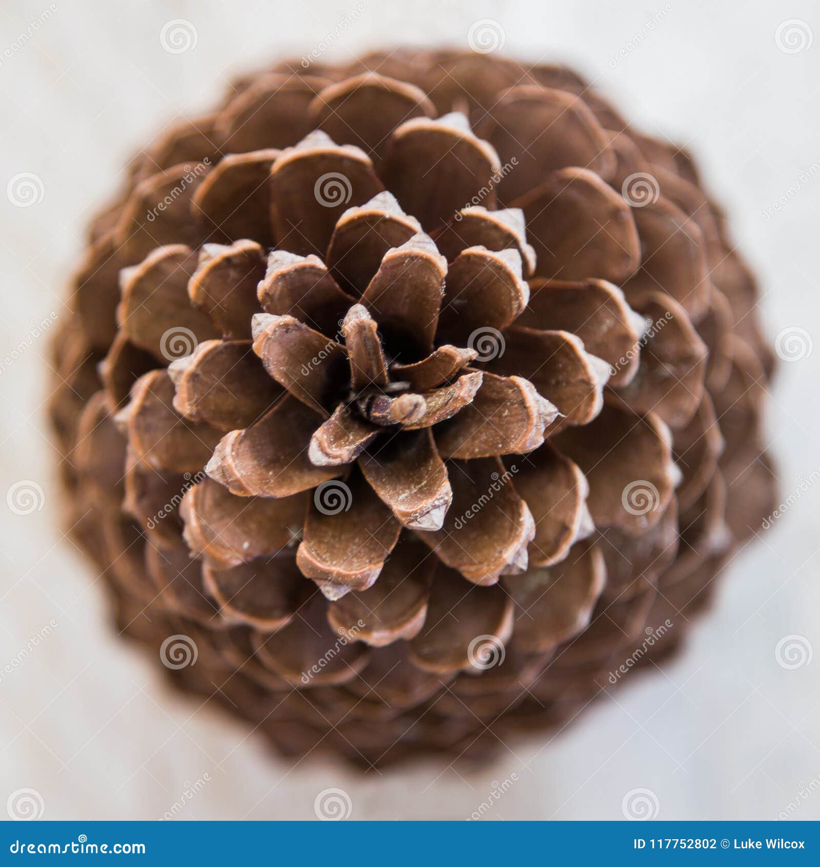 Close Up of the Top of a Pine Cone Stock Photo - Image of object ...