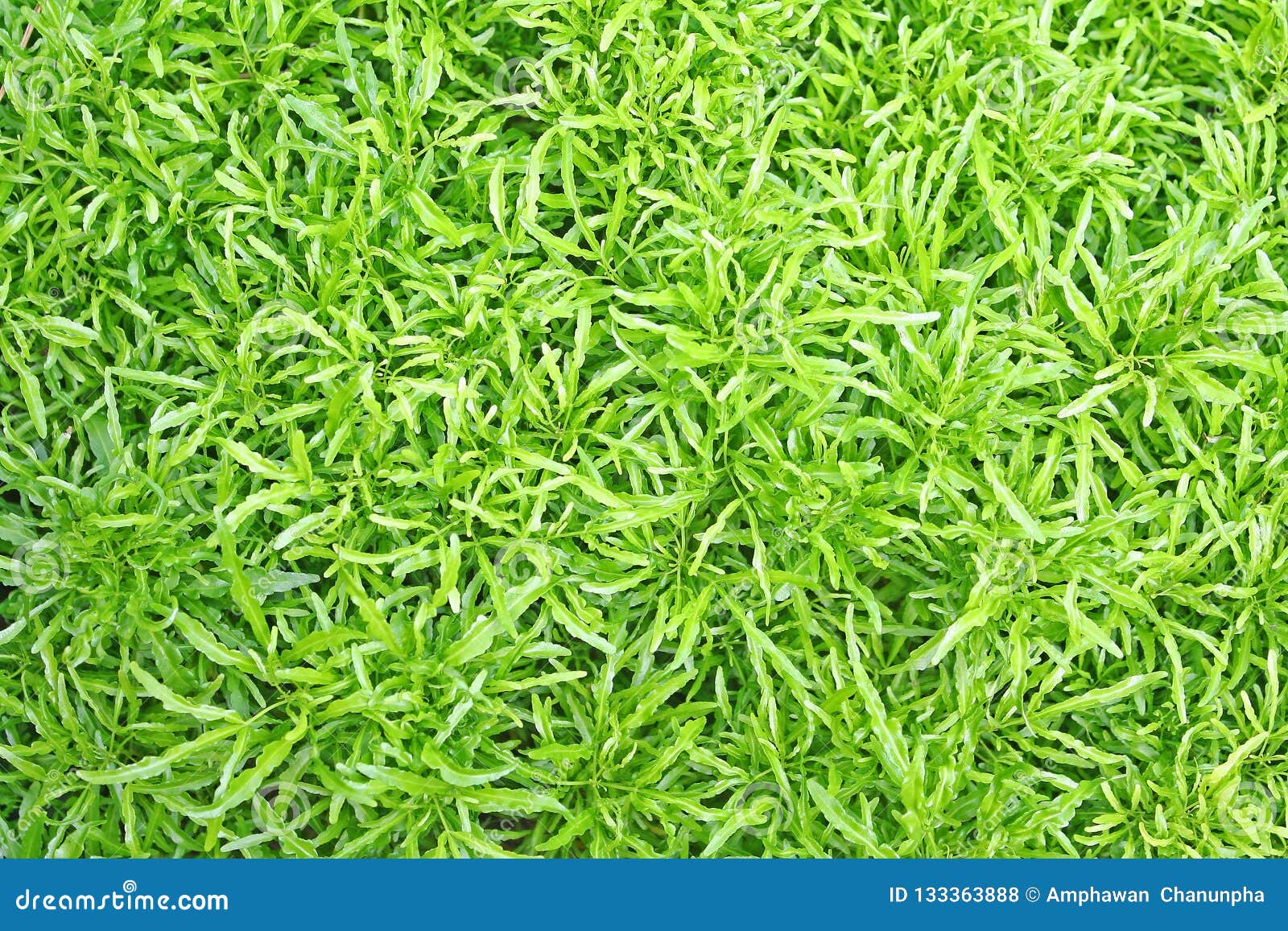 Top View Beautiful Green Leaves,Natural Pattern Background Stock Photo ...