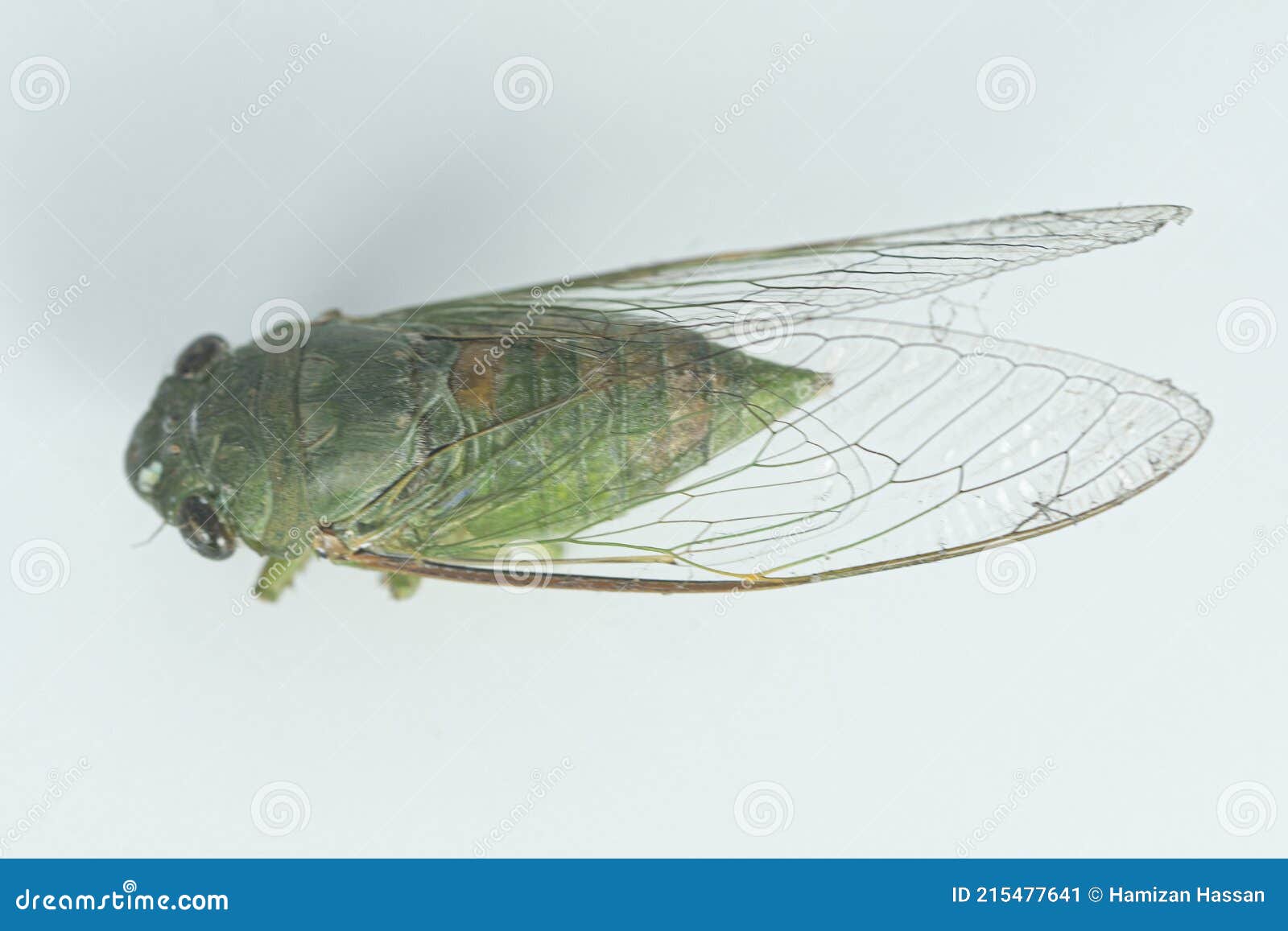 Close-up of the Cicada. Isolated Stock Image - Image of eggs ...