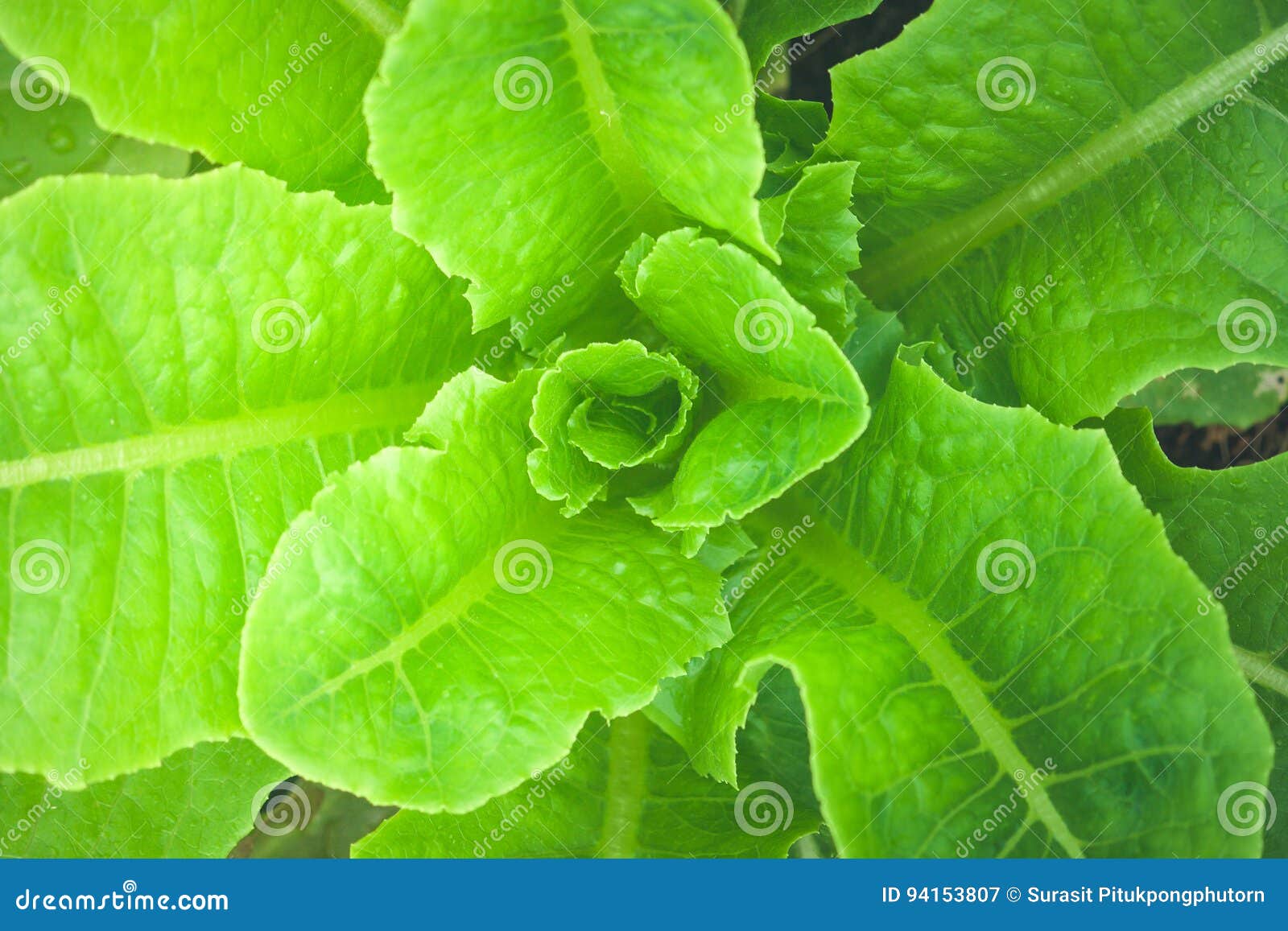 Close Up Top View of Cos Lettuce Vegetable in Garden. Stock Image ...