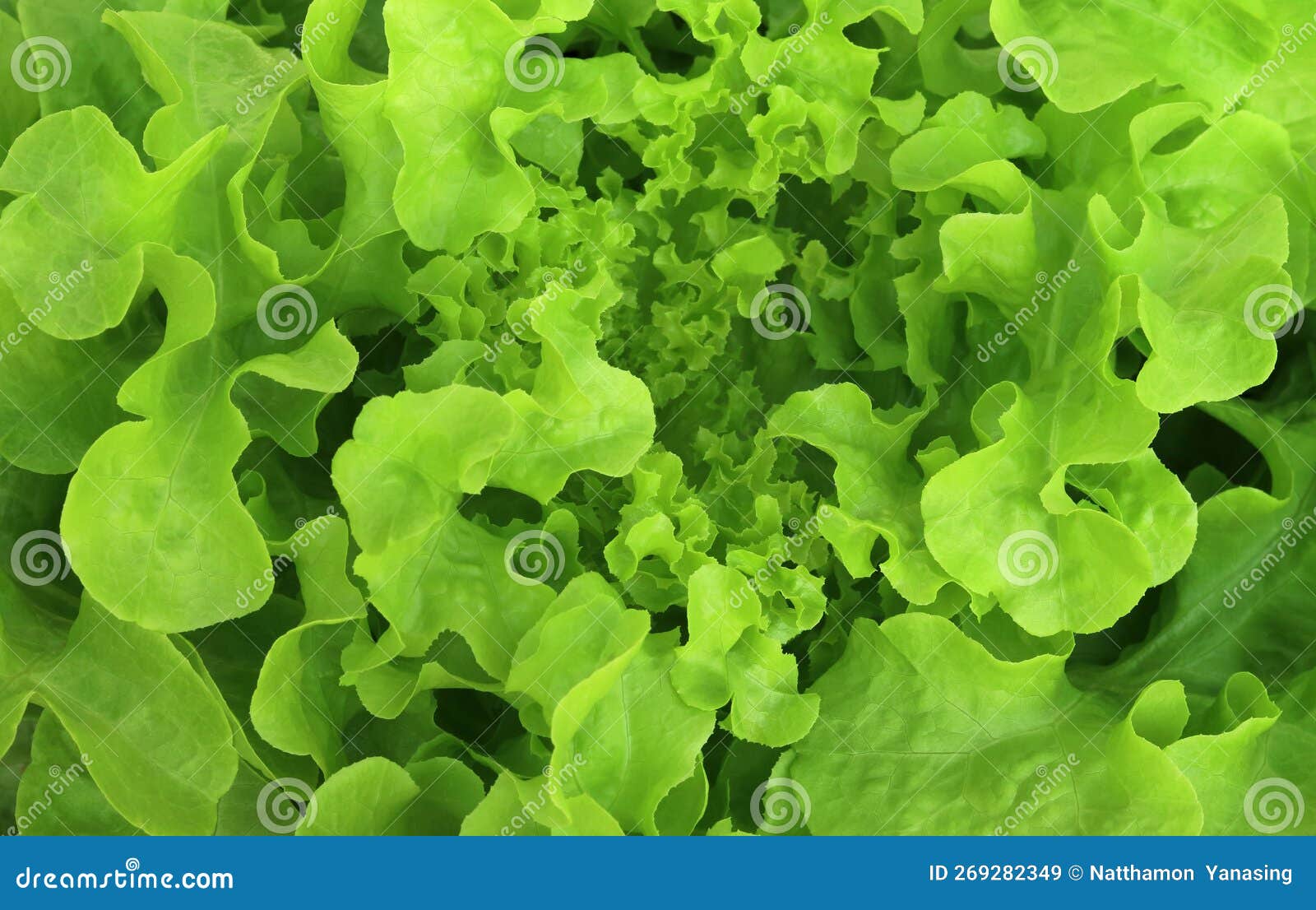 Close Up Top View of Green Fresh Lettuce Leaves Growing in Vegetable ...