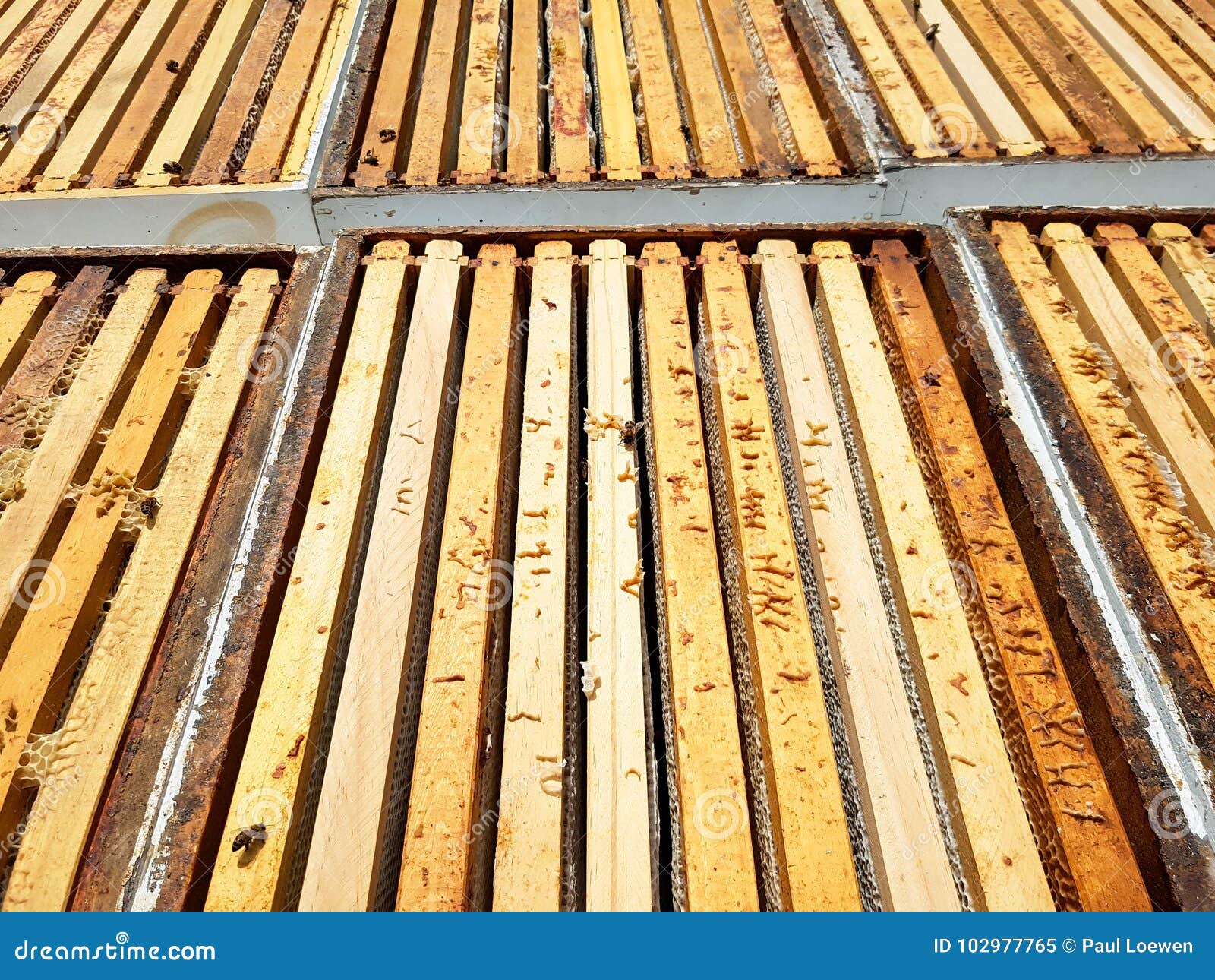 Honey Frames stock image. Image of hives, apiculture - 102977765