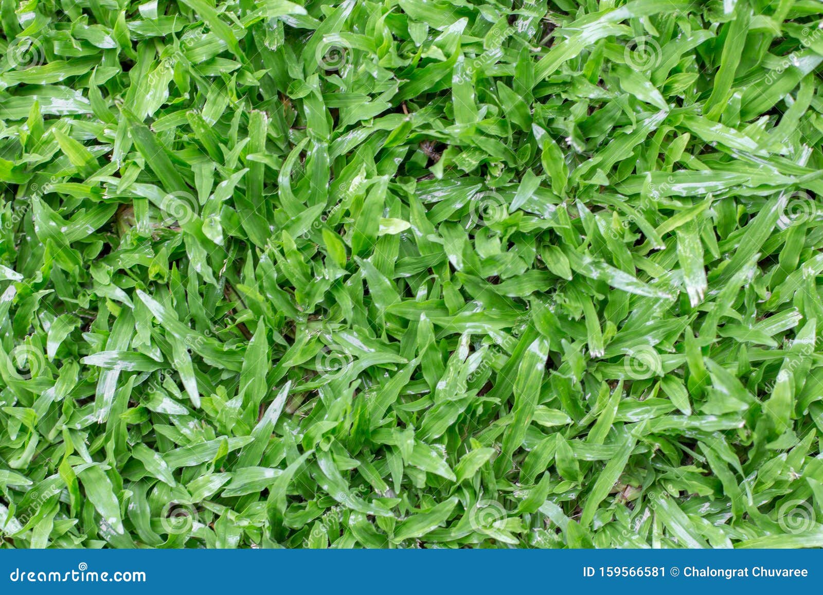 Top View Of The Lawn With Green Thick Trimmed Grass Royalty-Free Stock ...