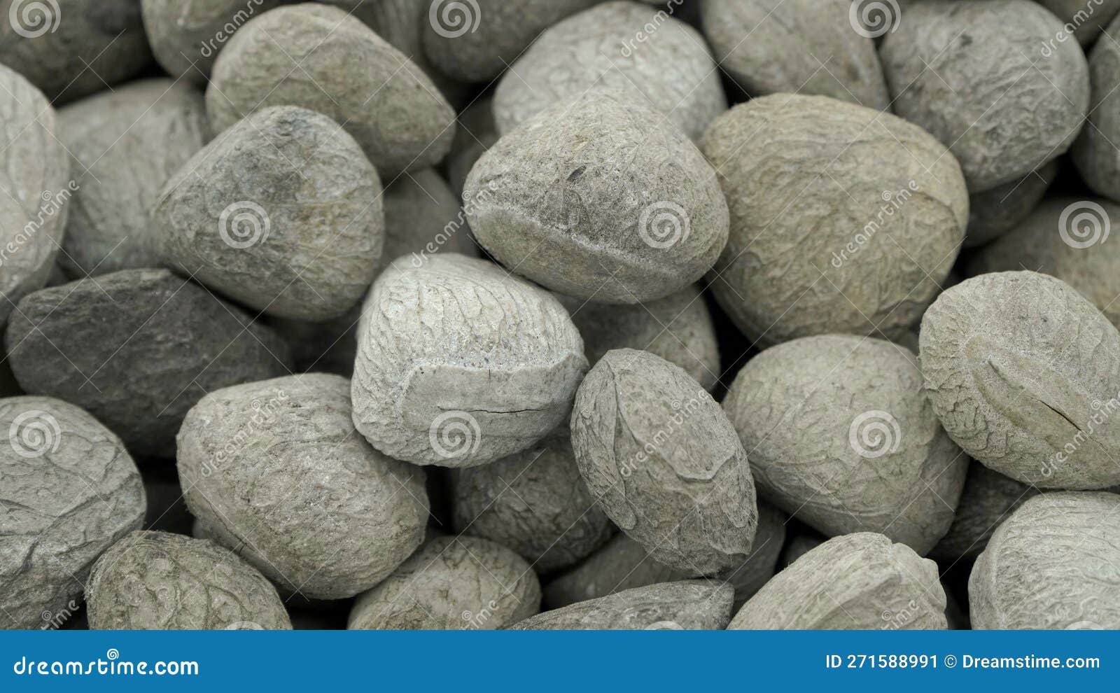 Close Up Lots of Kluwek (Pangium Edule) Stock Image - Image of market ...