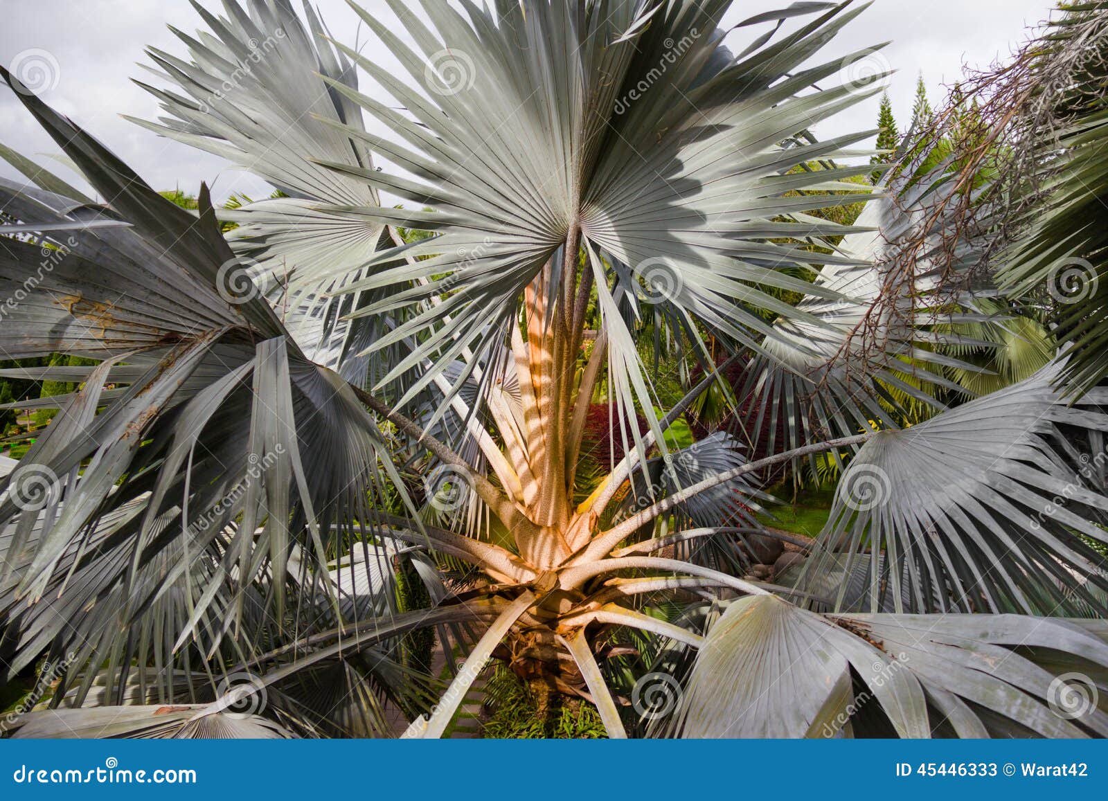 Close Up Top View of a Palm Tree Stock Image - Image of exotic, fronds ...