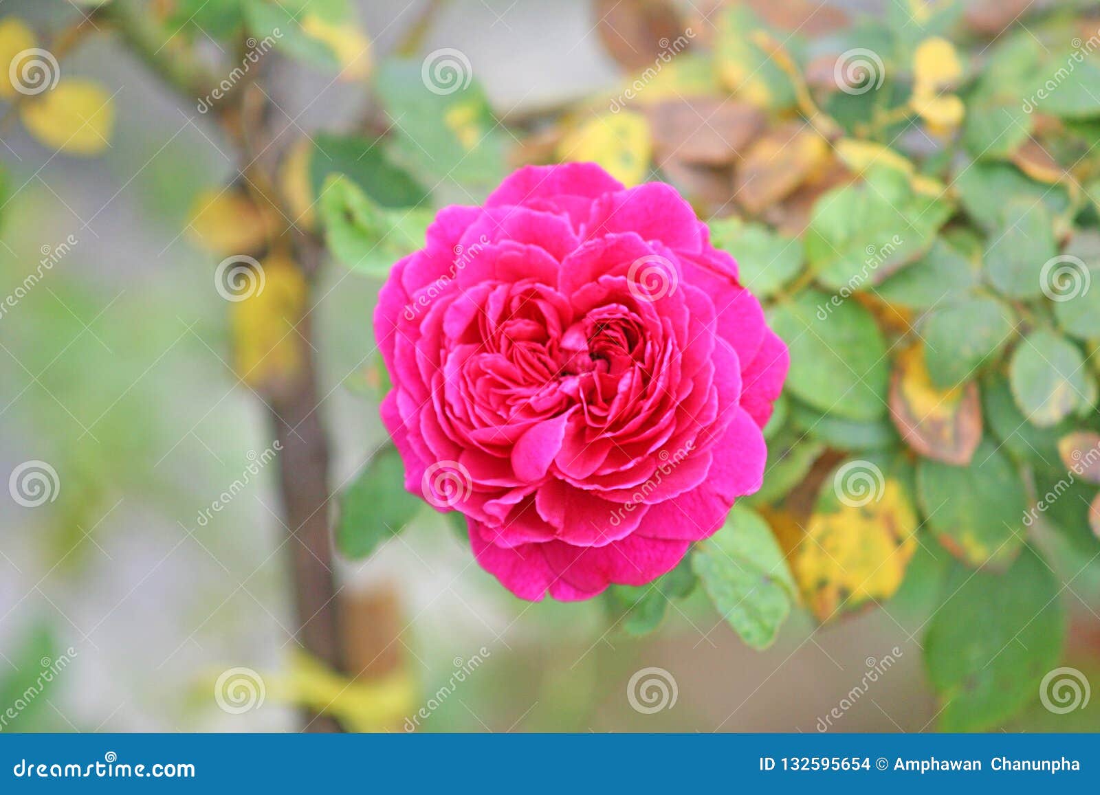 Top view pink rose stock photo. Image of bush, freshness - 132595654