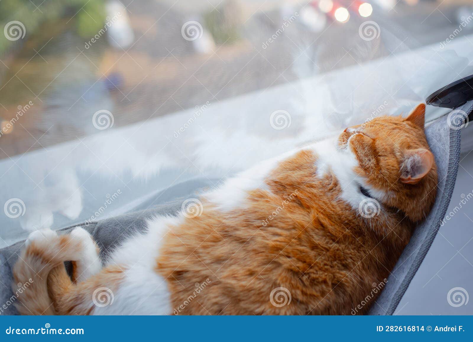 Two Cats Lie On The Window Cuddled Up To Each Other. Sphinx Cats On The ...