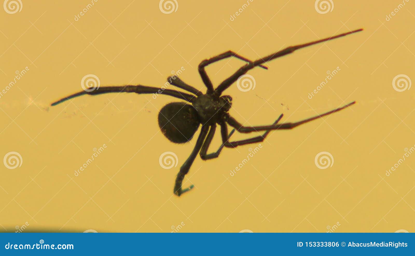 Top View of a Redback Spider in a Web Stock Footage - Video of still ...