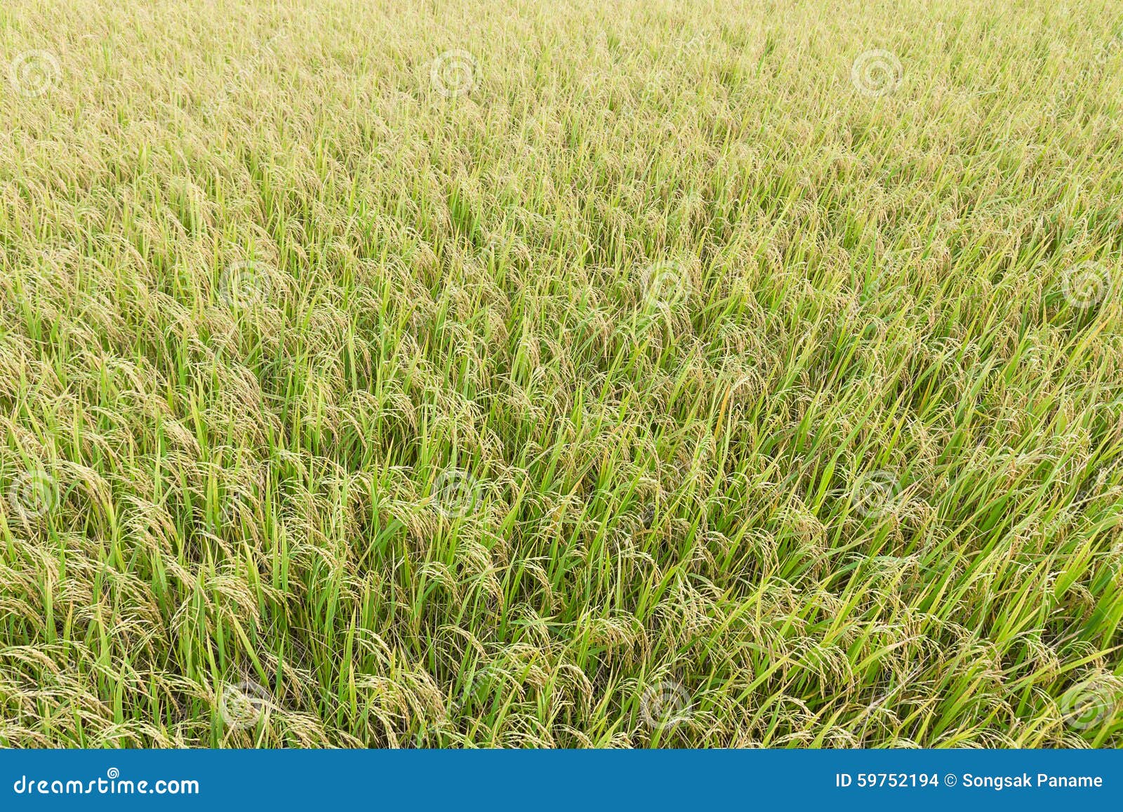 Close Up Top View Rice Fields Stock Photo - Image of foliage, asia ...