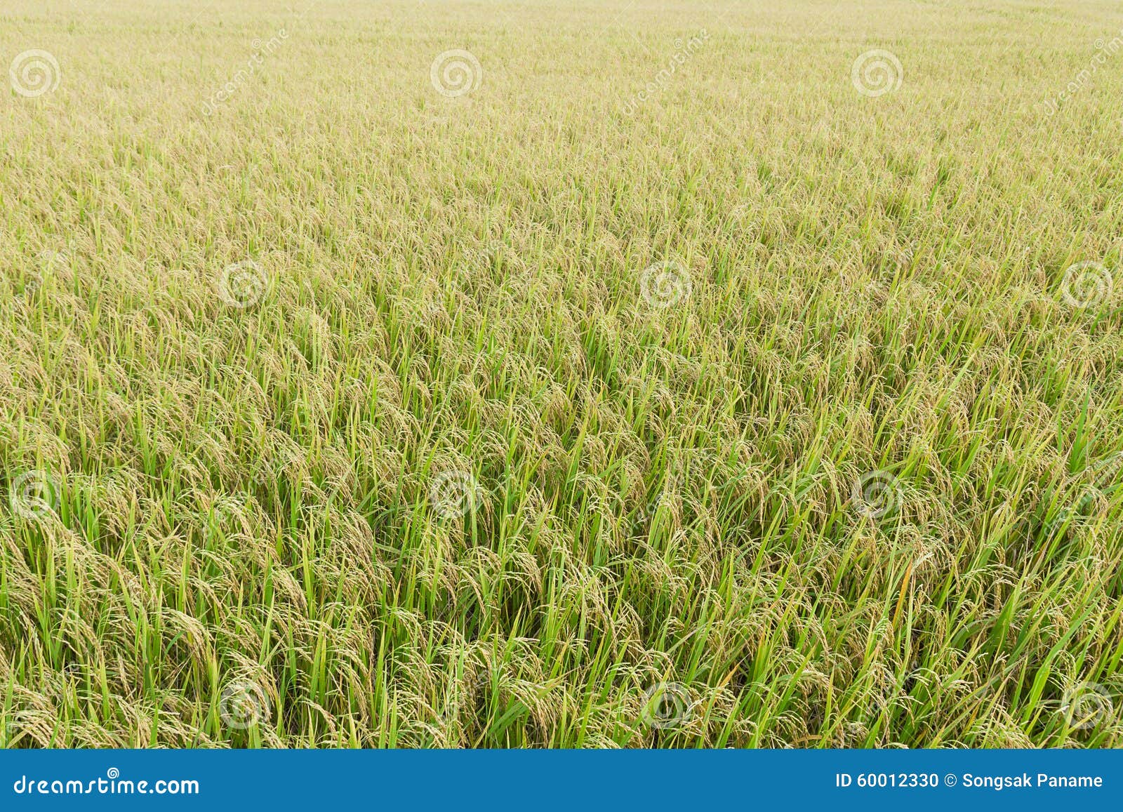 Close Up Top View Rice Fields Stock Photo - Image of outdoor, green ...