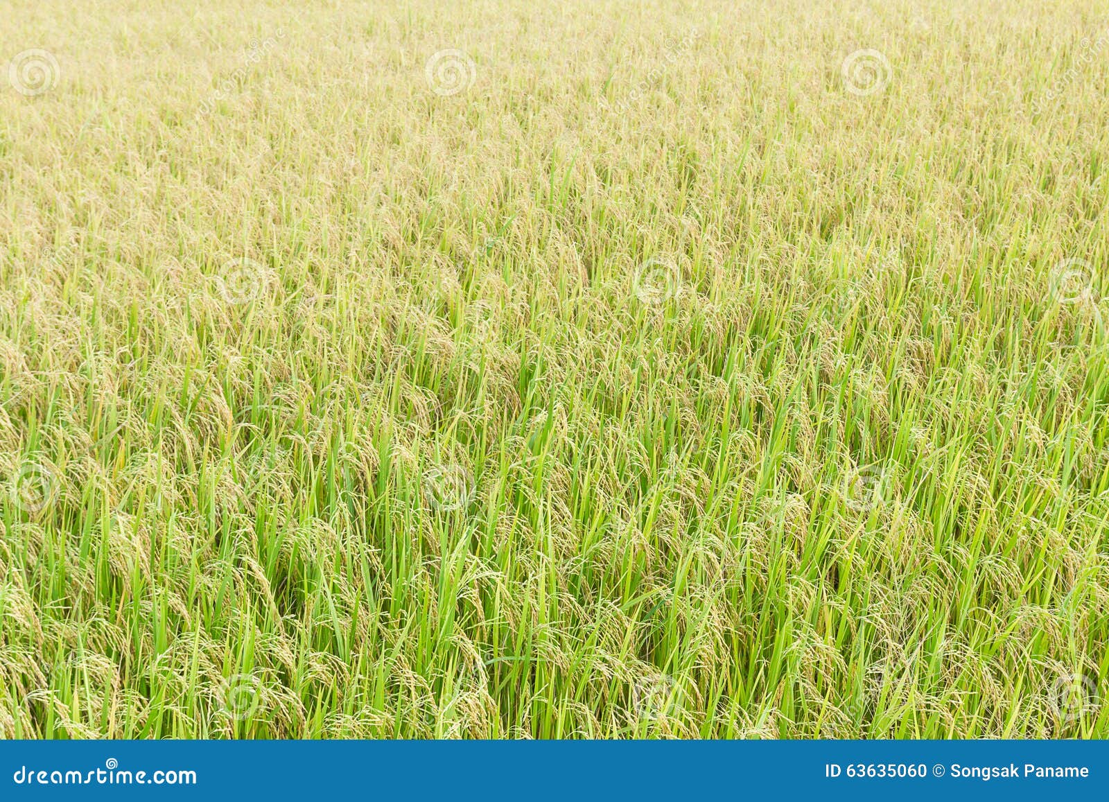 Close Up Top View Rice Fields Stock Photo - Image of asia, plant: 63635060