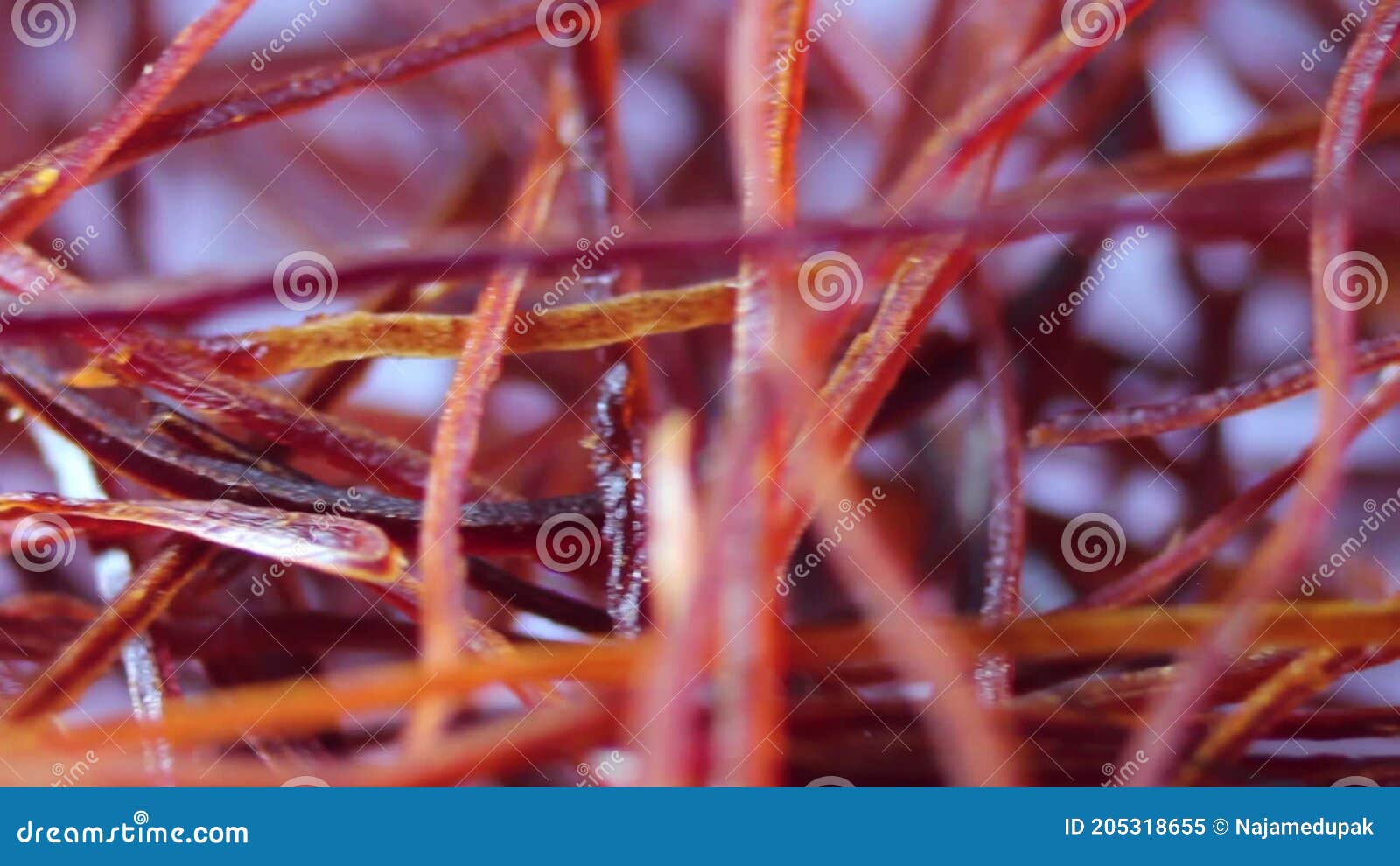 Macro View of Dried Saffron Red Stigma Threads Stock Video - Video of ...