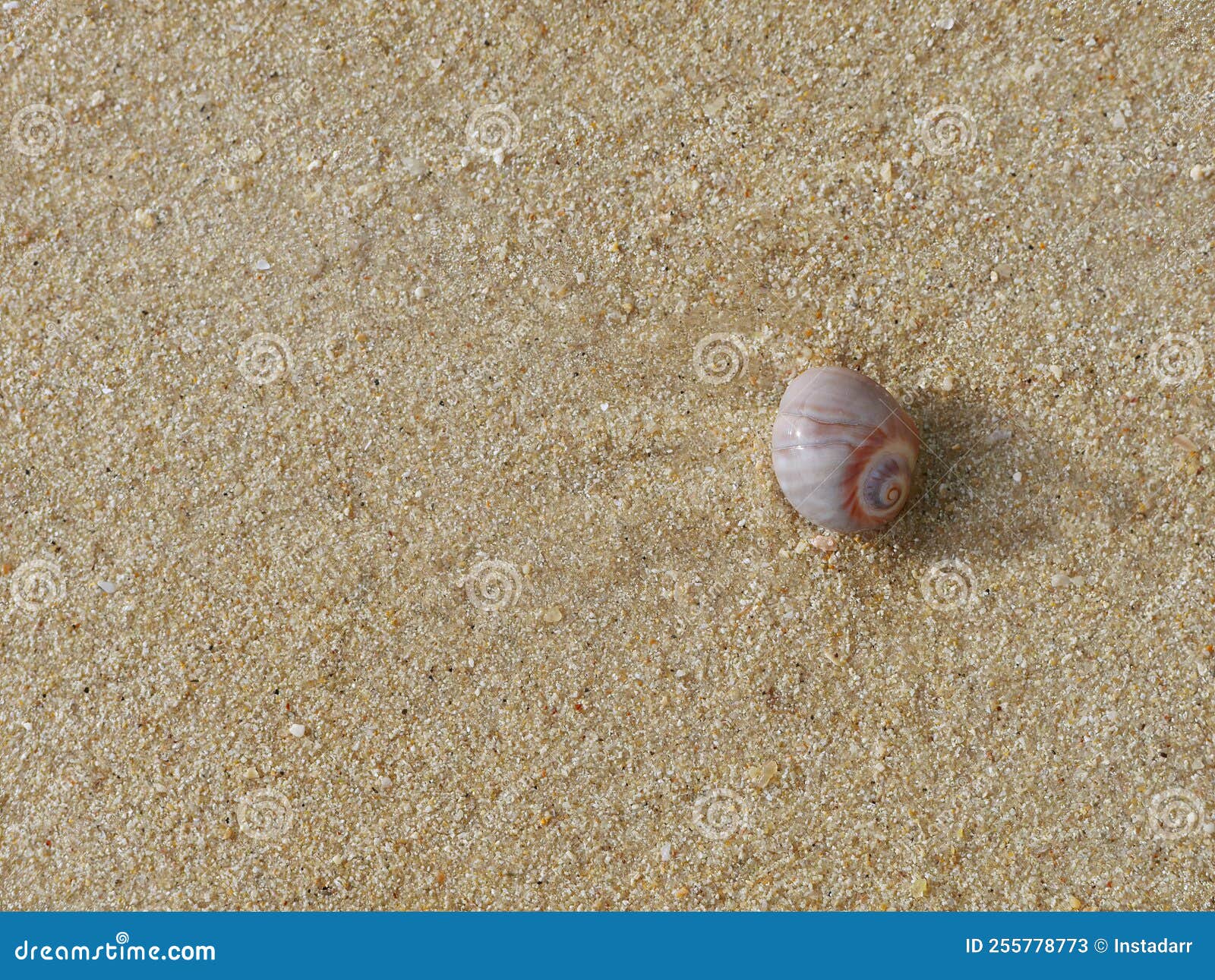 Close Up Top View of a Seashell on the Sand Beach, for Background with ...