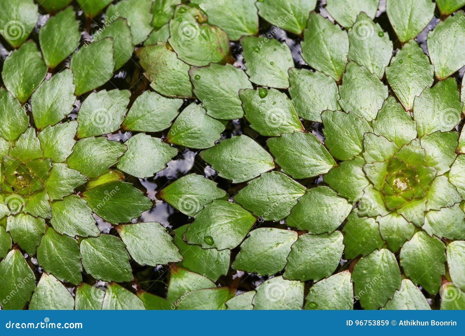 Close Up Top View of the Trapa Bicornis. Stock Image - Image of plant ...