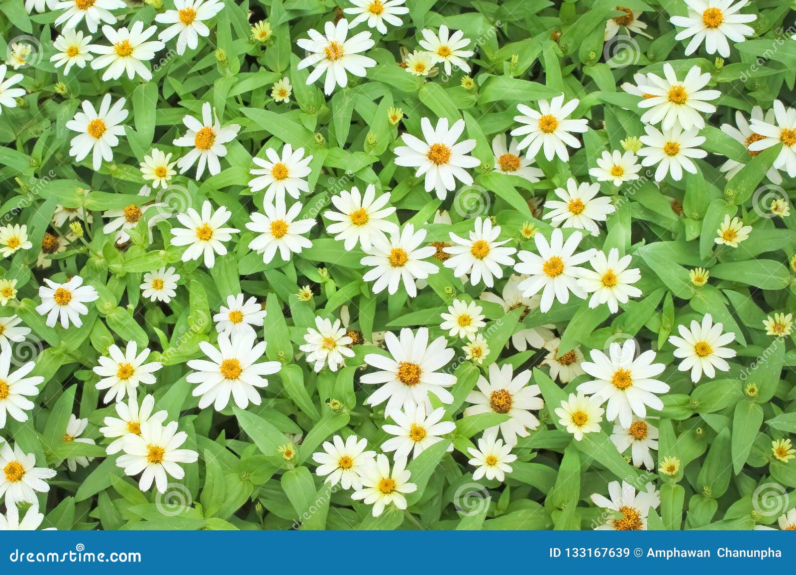 Top View White Daisy Blooming Group in Garden Stock Image - Image of ...