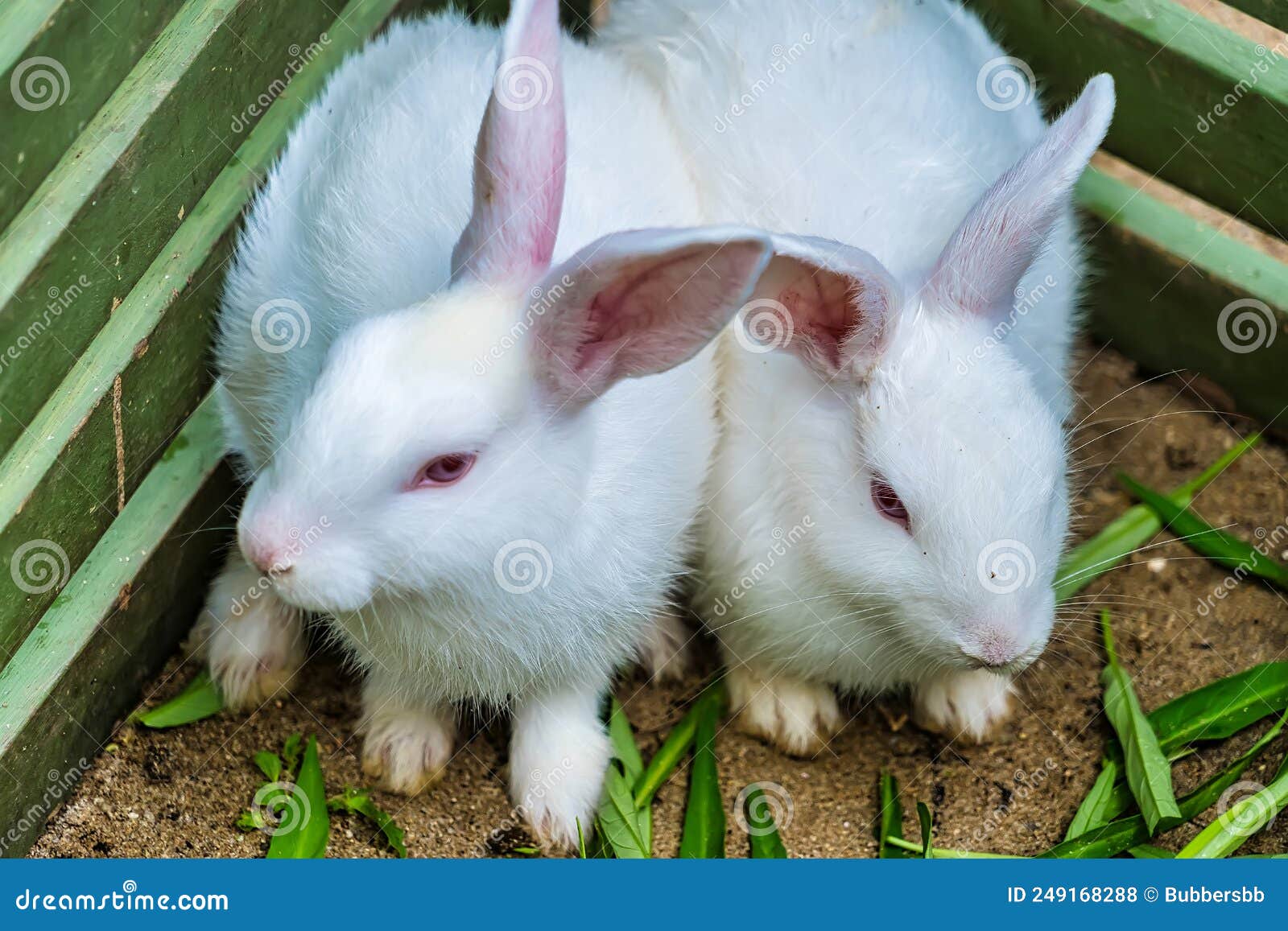 Close Up in Top View of Young Cute Rabbit S Face Stock Photo - Image of ...