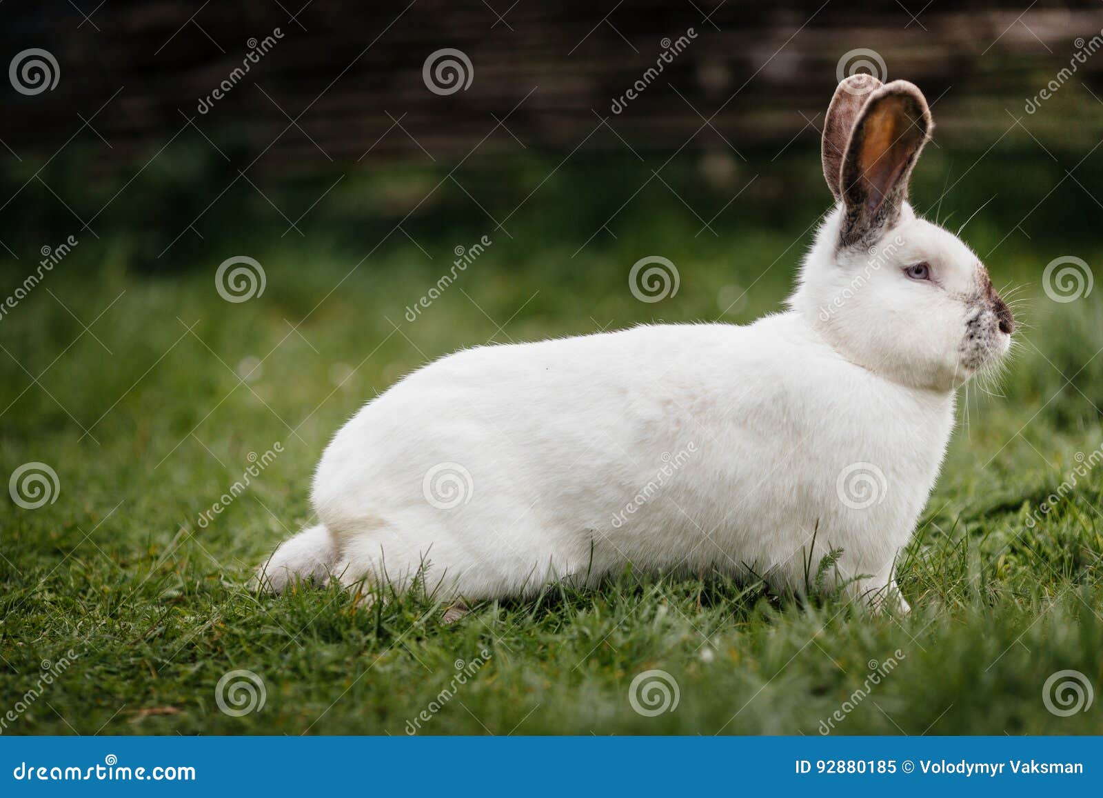 Close Up in Top View of Young Cute Rabbit`s Face Stock Image - Image of ...