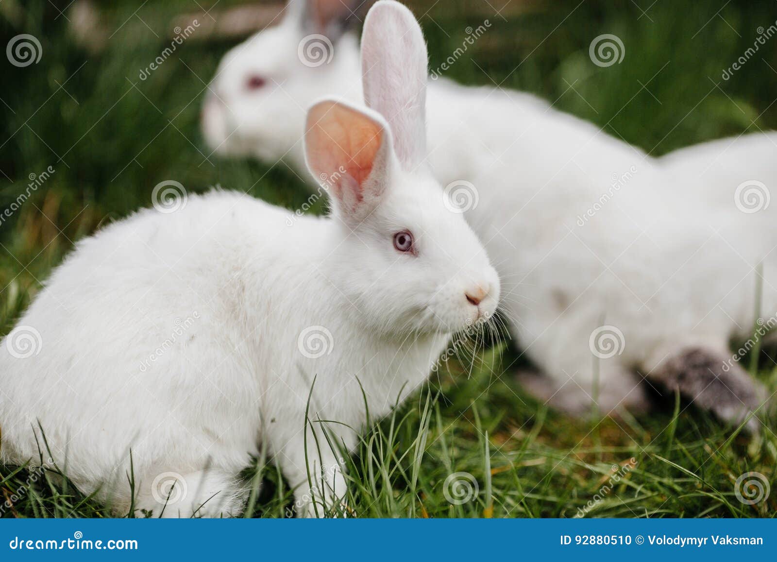 Close Up in Top View of Young Cute Rabbit`s Face Stock Photo - Image of ...