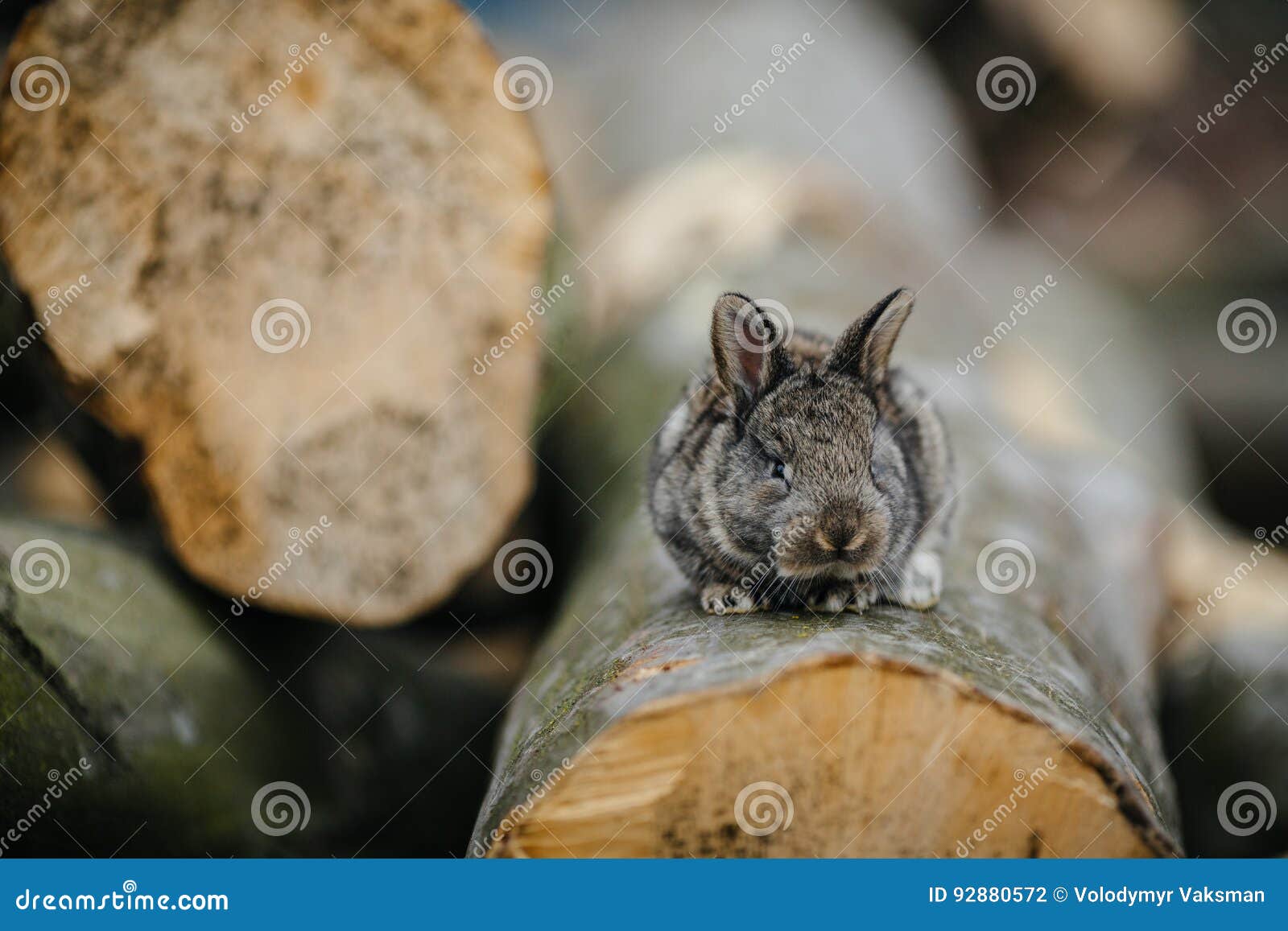 Close Up in Top View of Young Cute Rabbit`s Face Stock Photo - Image of ...