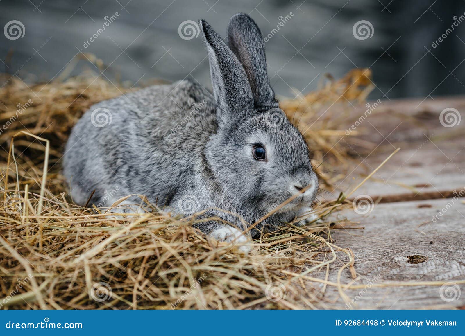 Close Up in Top View of Young Nice Rabbit`s Face Stock Photo - Image of ...