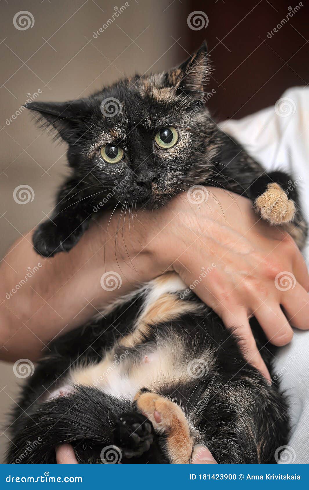 Close up tortie cat stock photo. Image of feline, front - 181423900