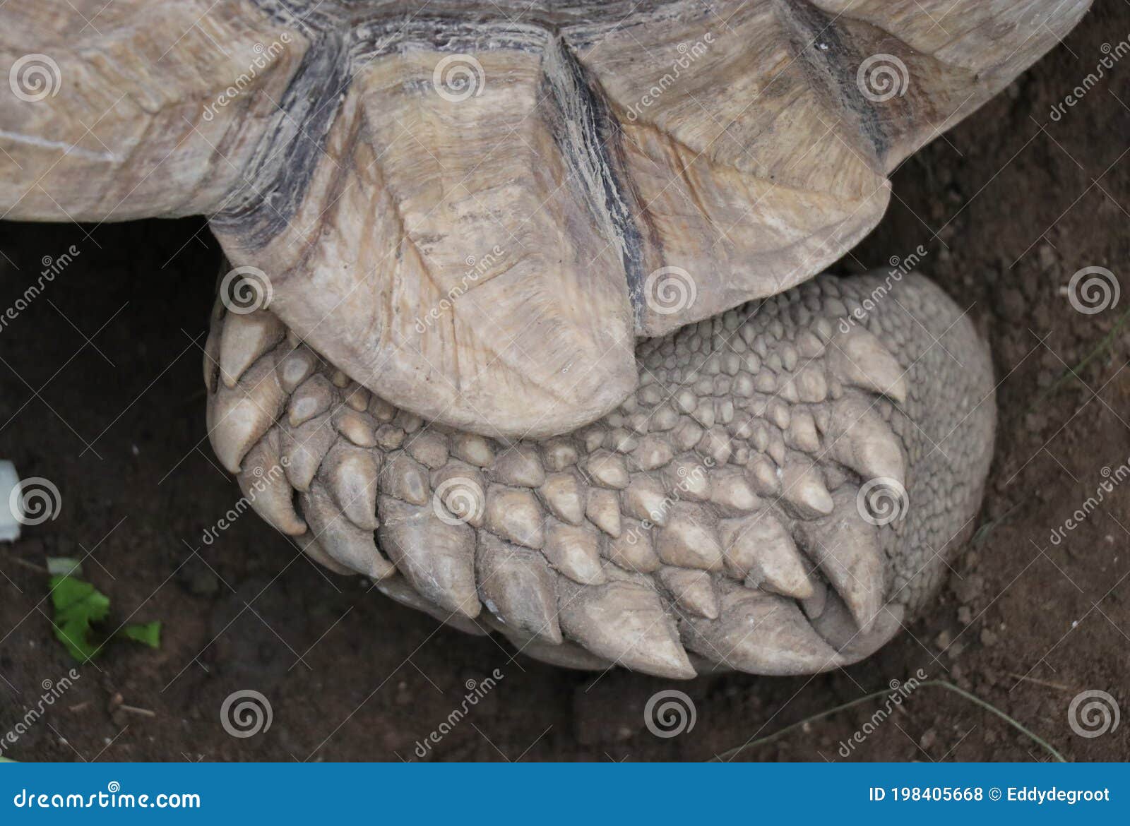 A Close Up of a Tortoise Foot Stock Photo - Image of chelonoidis, snake ...