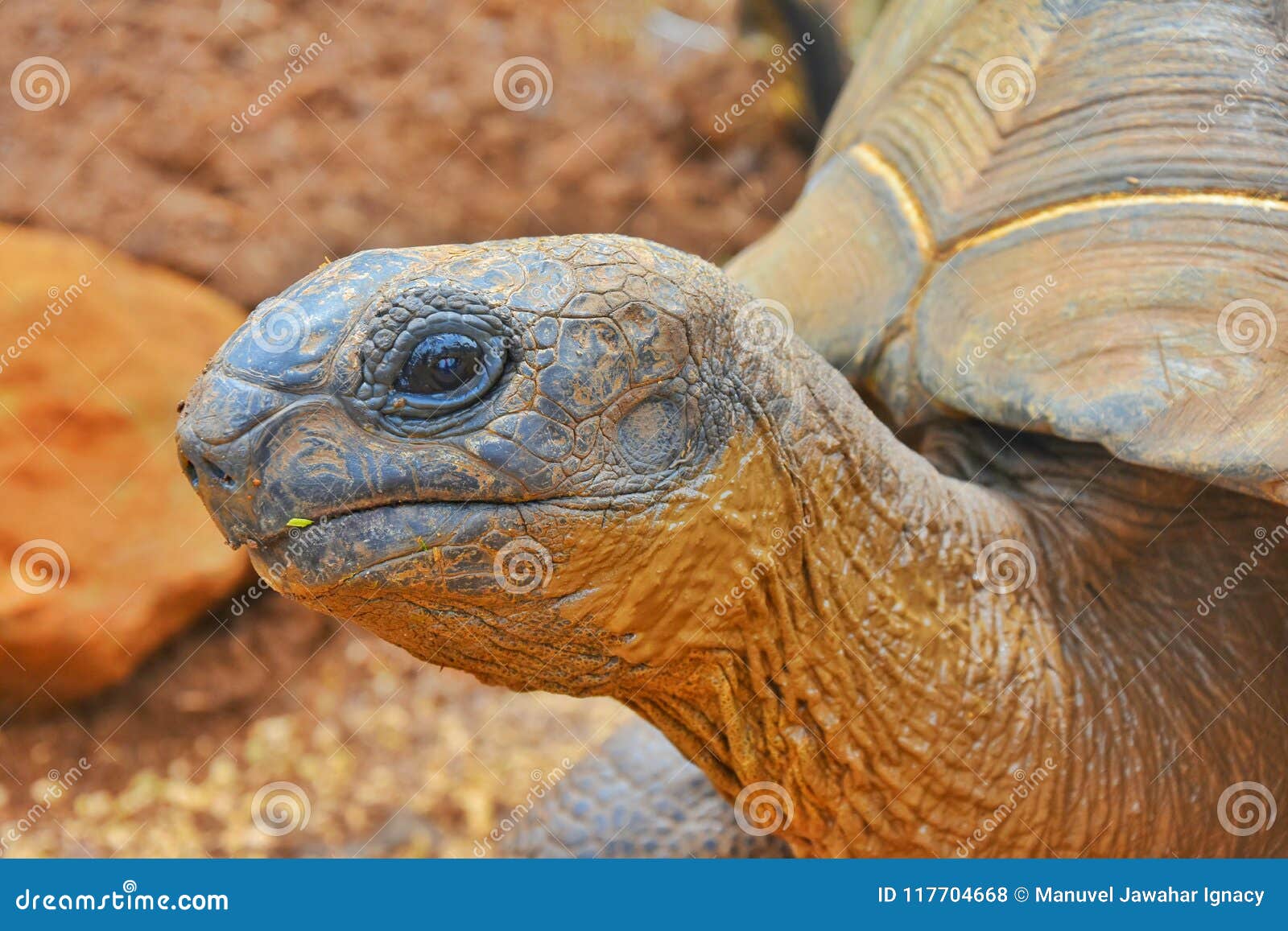 Close up of tortoise head stock photo. Image of tortoise - 117704668