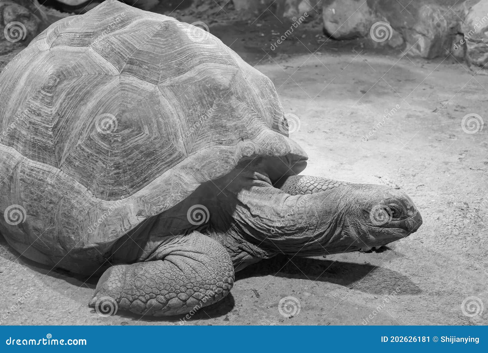 Tortoise stock image. Image of amphibian, animal, wild - 202626181