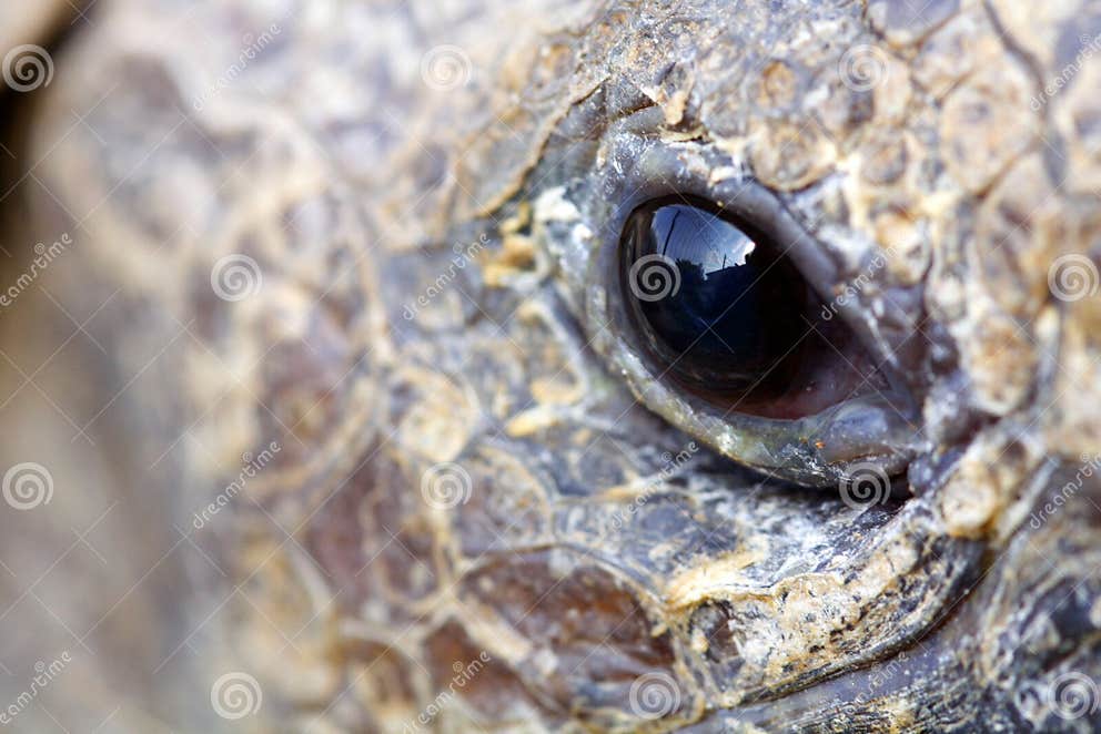 Close Up of a Tortoise S Eye Stock Photo - Image of beauty, blood: 11061272