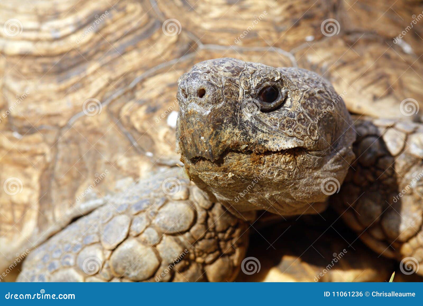 Close Up of a Tortoise S Head and Eyes Stock Photo - Image of giant ...