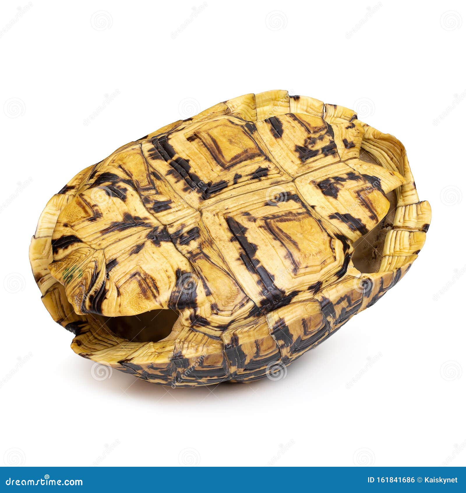Close-up of Tortoise Shell Isolated on a White Background Stock Photo ...
