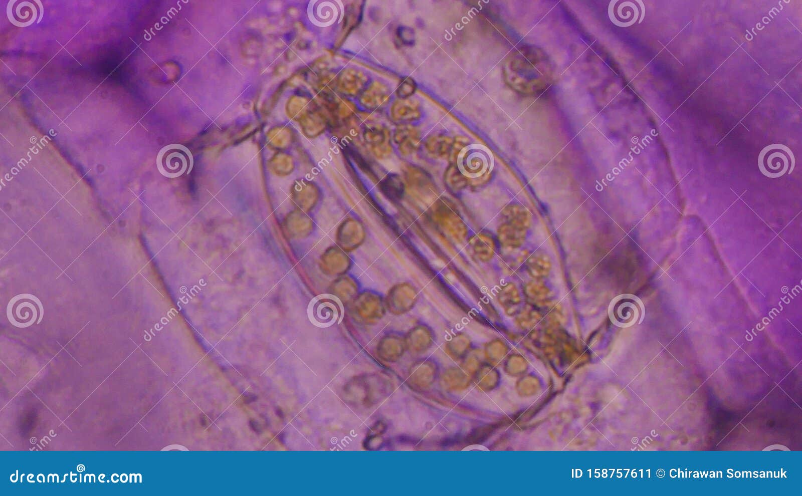 Close Up Tradescantia Spathacea Stomata Stock Image - Image of ...