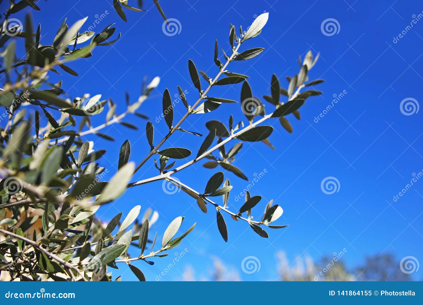 Close Up of the Traditional Greek Olive Tree Stock Image - Image of ...