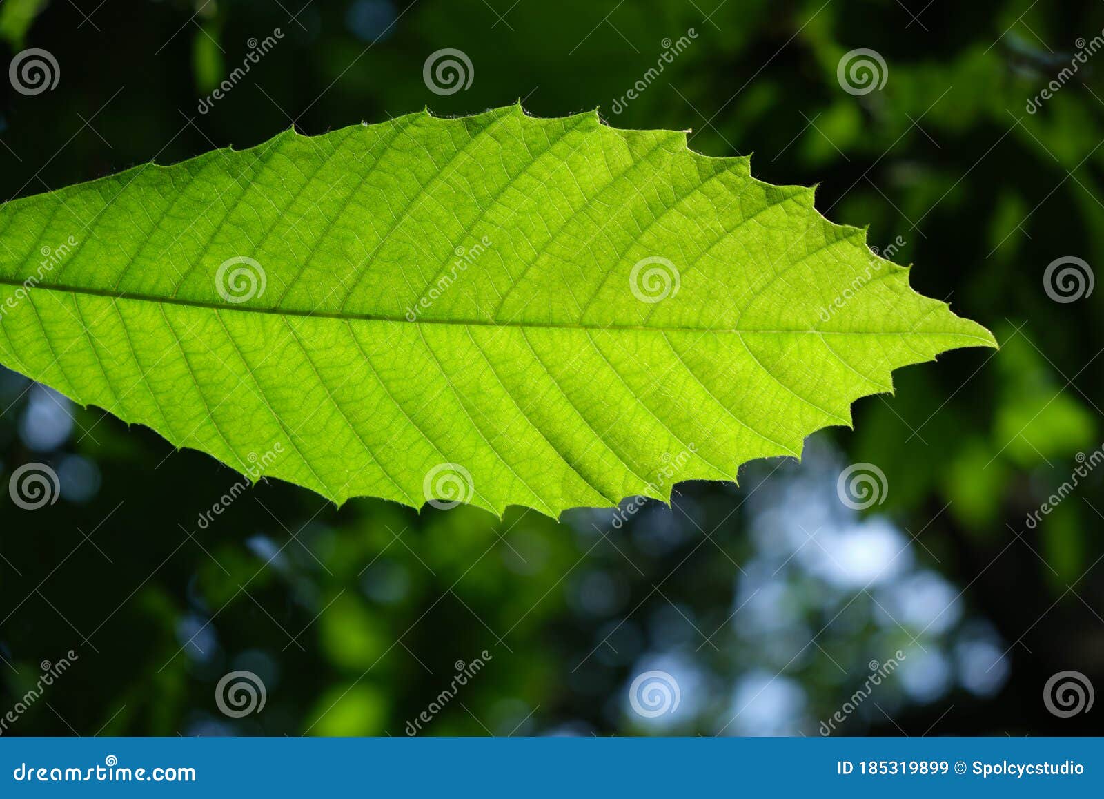 Close-up Translucent Green Leaf Stock Image - Image of foliage, blue ...