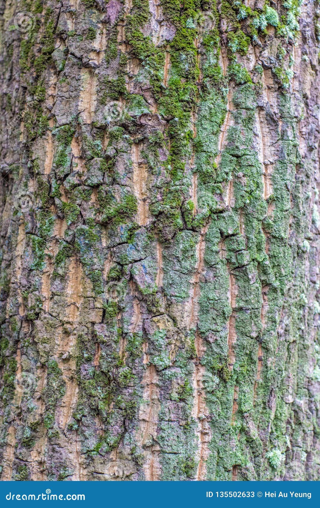 Close up of a tree stock image. Image of detail, macro - 135502633