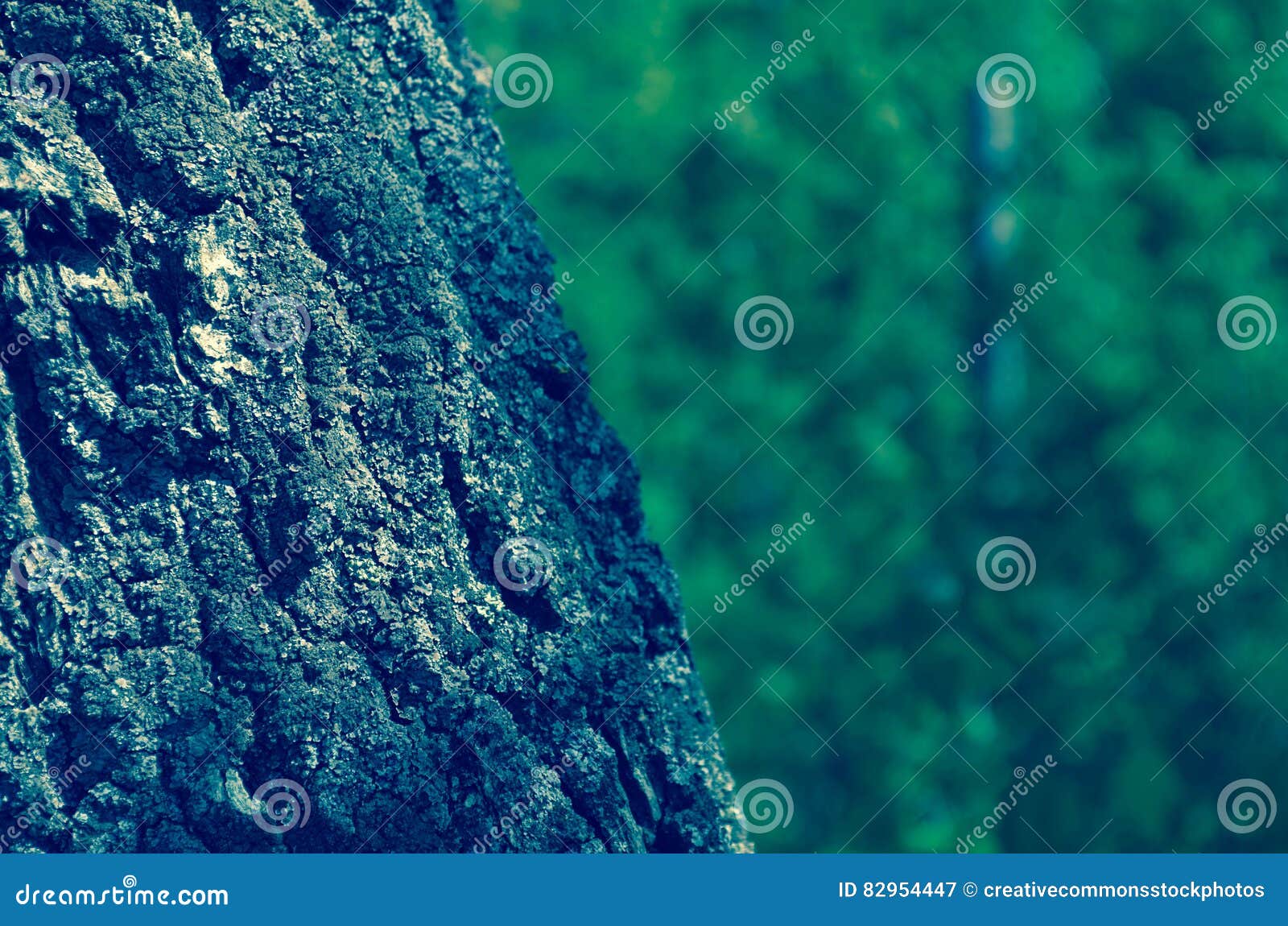 Close-up Of Tree Picture. Image: 82954447