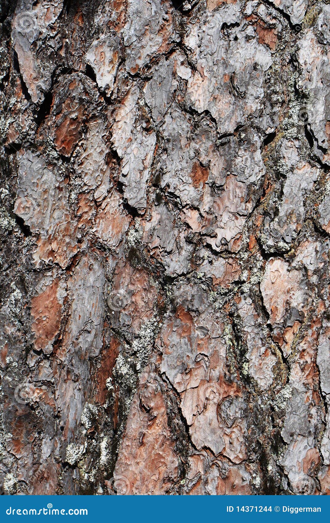 Close up of Tree Bark stock photo. Image of macro, tree - 14371244