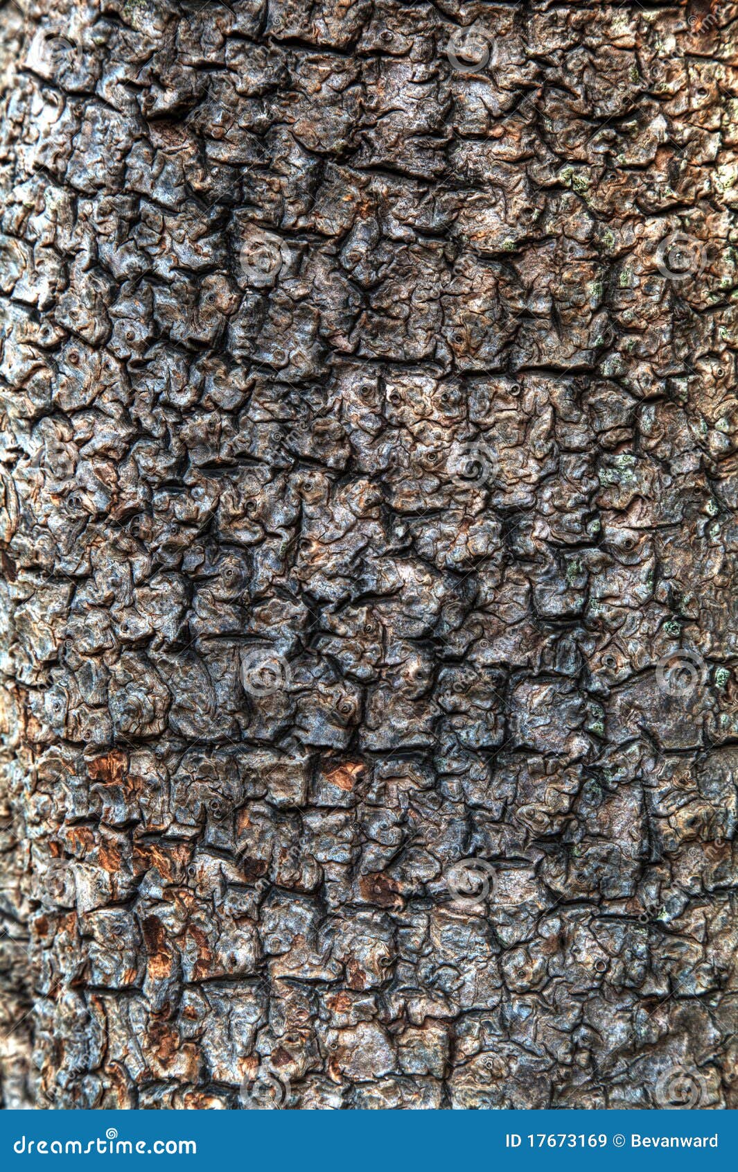 Close up tree bark stock image. Image of timber, vertical - 17673169