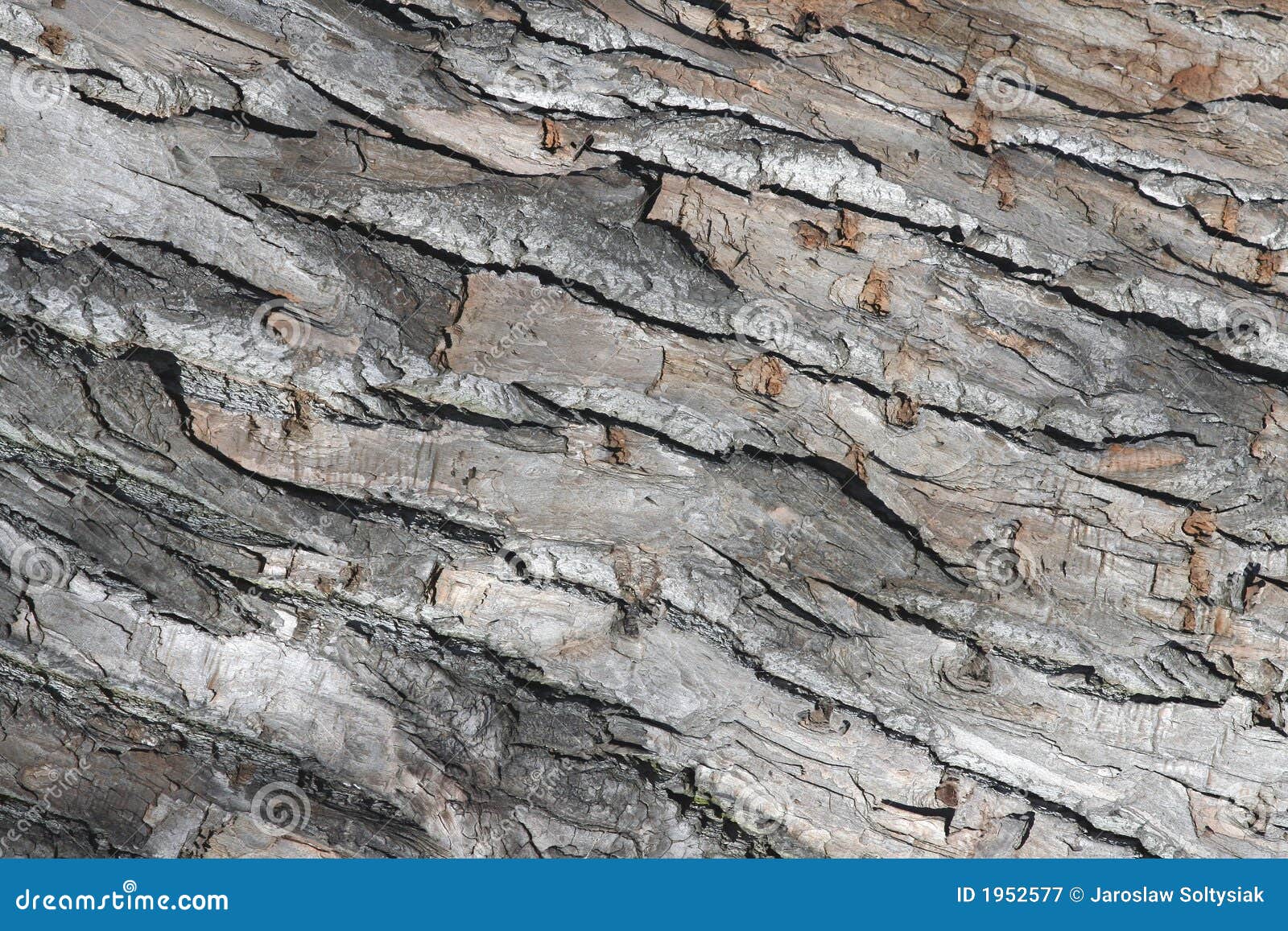 Close up of tree bark stock image. Image of grainy, lumber - 1952577