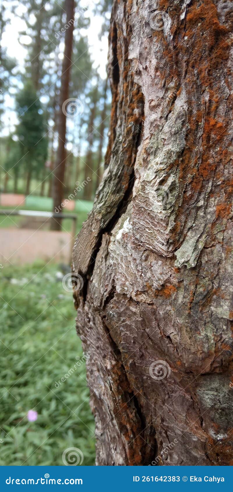 Close Up of Tree Bark. the Absolutely Amazing Texture is so Obvious ...