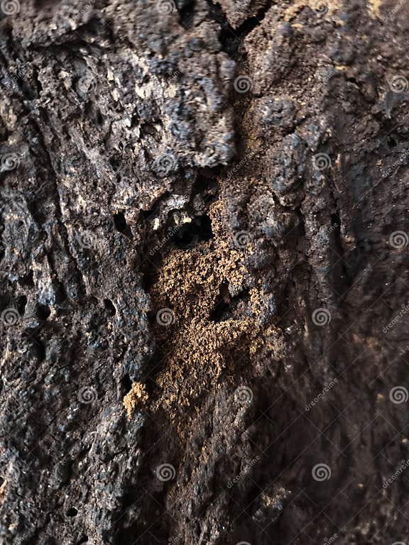 Close-up of Tree Bark with Ants Nesting Inside Stock Photo - Image of ...